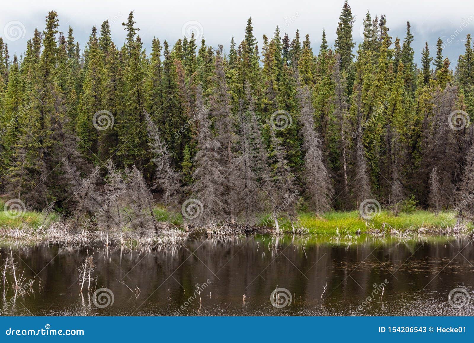 Forest with Lake in the North of Canada Stock Image - Image of outdoors ...