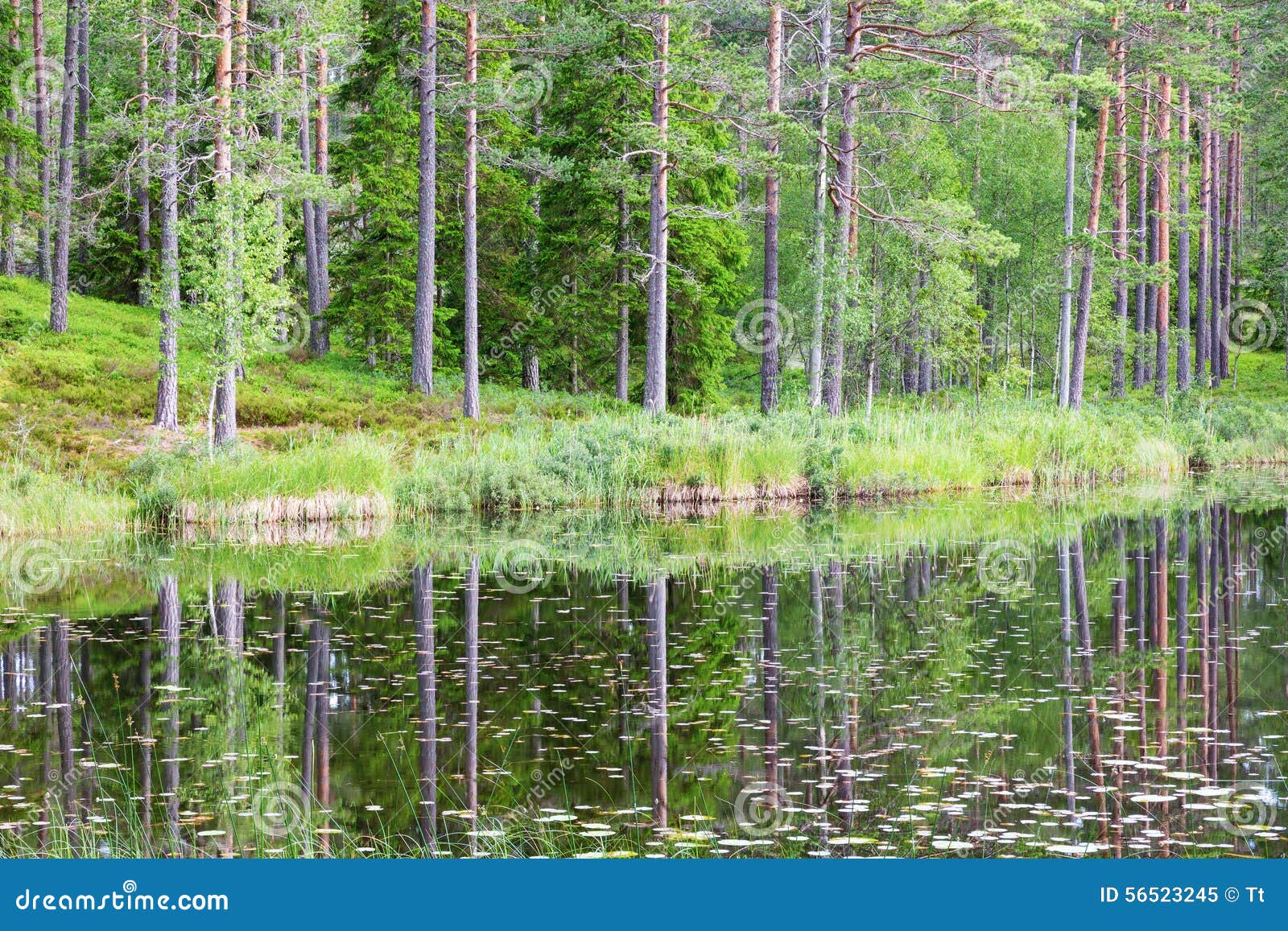 Forest Lake with Pine Trees Reflections Stock Image - Image of pond ...