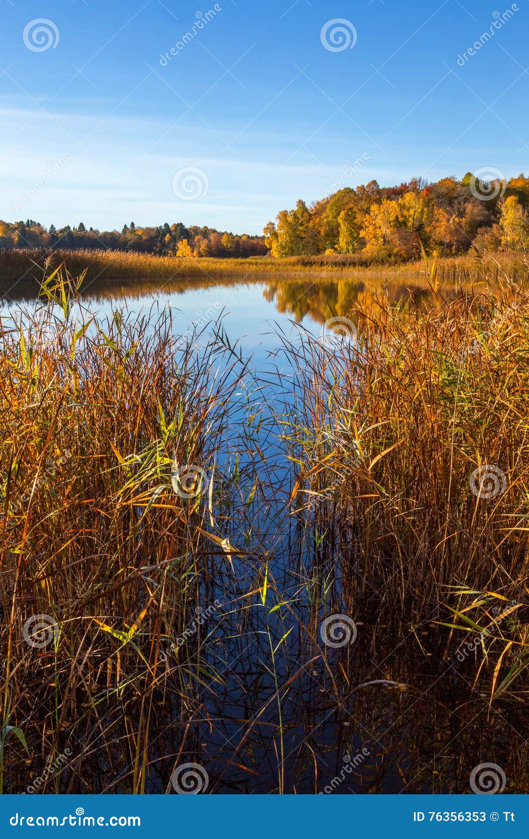Forest Lake with reeds stock image. Image of peaceful - 76356353