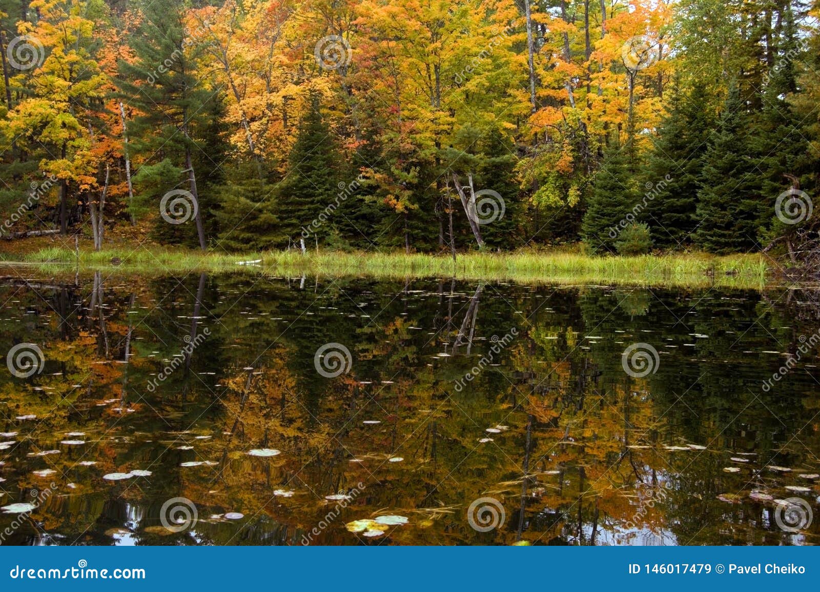 Forest in lake stock image. Image of nature, color, countryside - 146017479