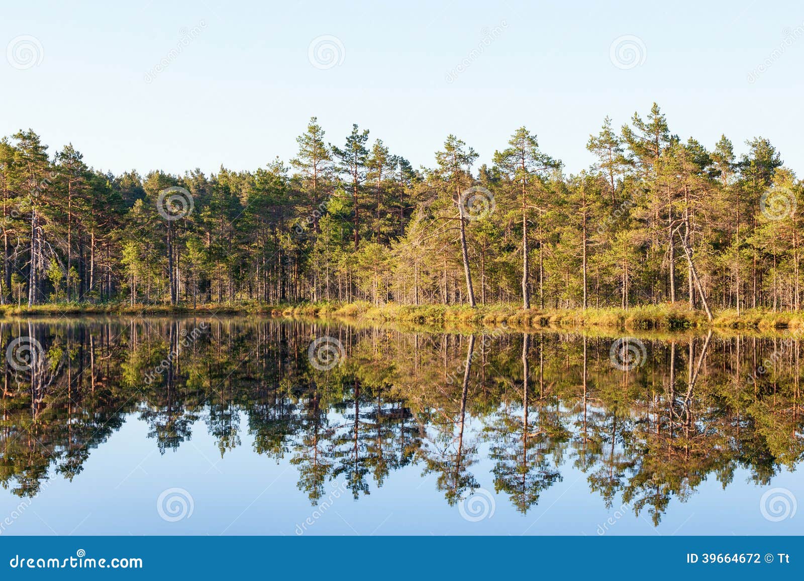 Forest lake stock photo. Image of scenery, scene, tranquil - 39664672