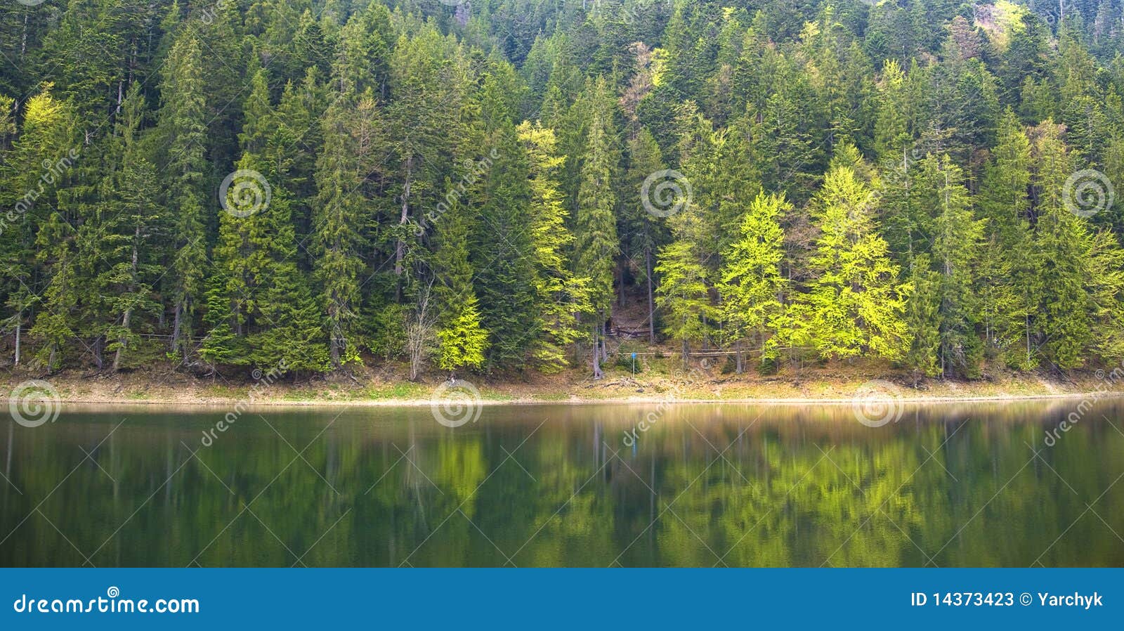 Forest lake shore stock image. Image of climate, outdoors - 14373423
