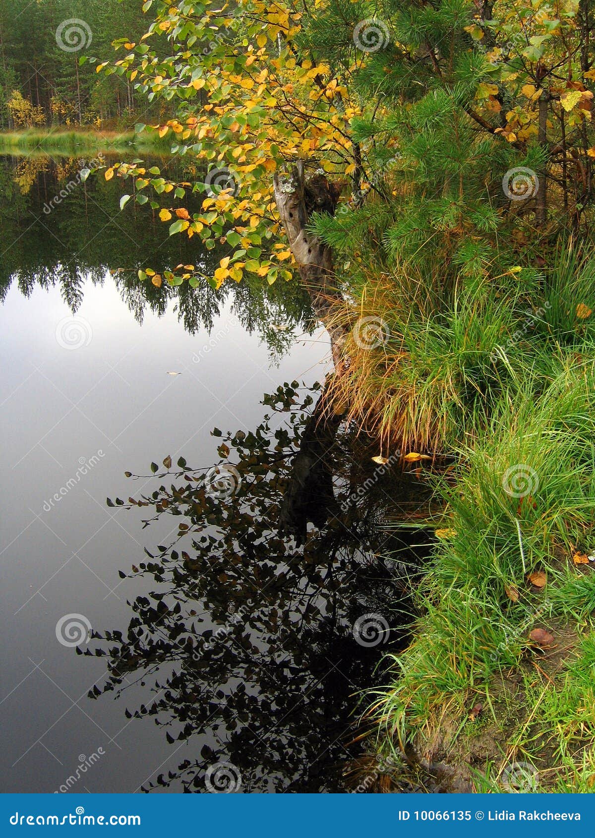 Forest Lake Shoreline in Autumn Stock Image - Image of orange, season ...