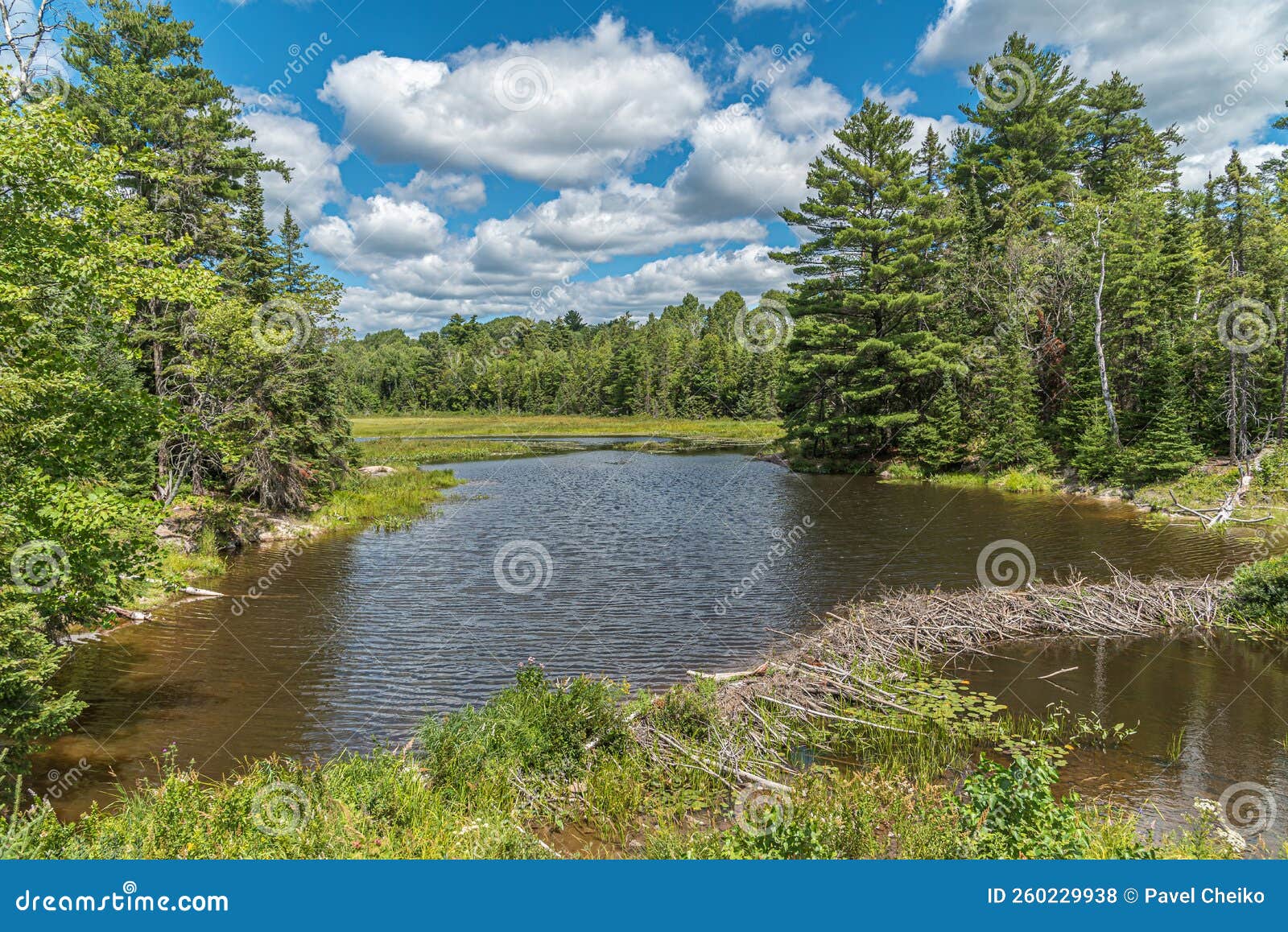 Forest lake stock photo. Image of nature, lake, bush - 260229938