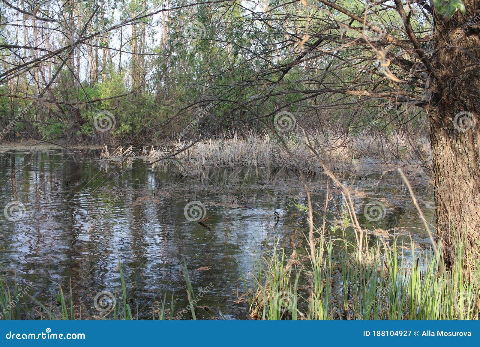 Forest Lake in a Swampy Pond among Trees Stock Image - Image of natural ...