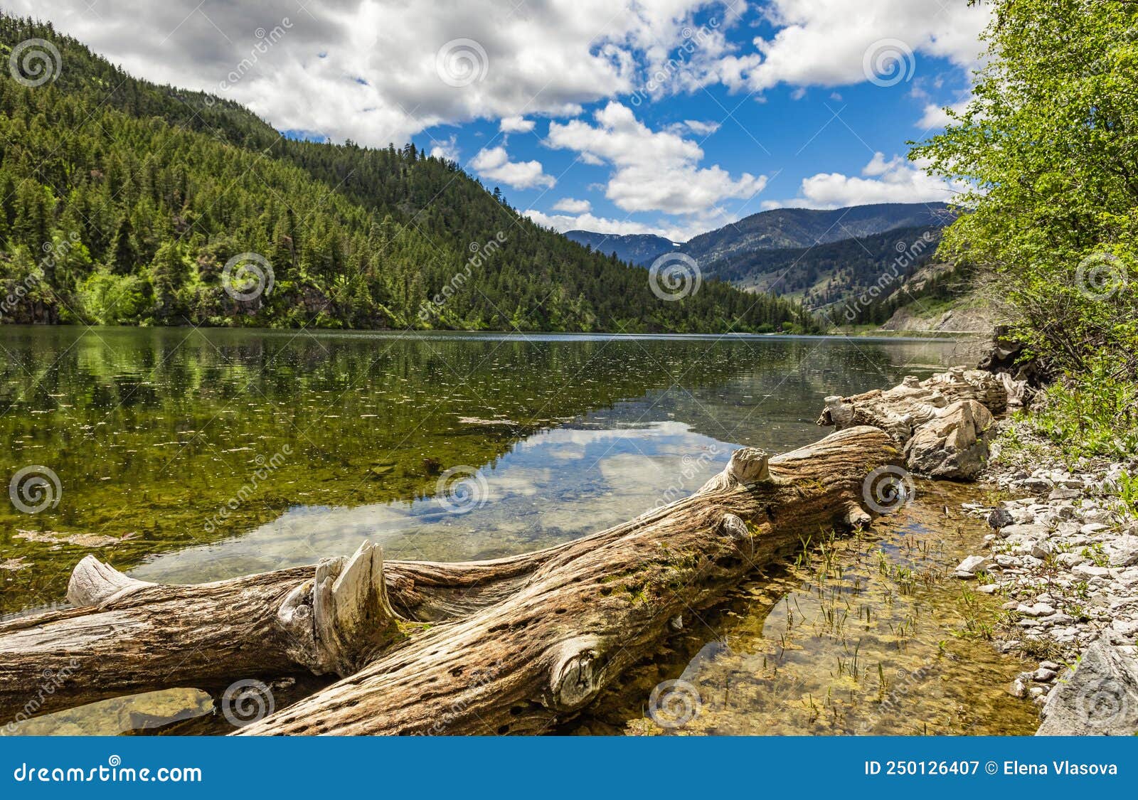 Forest Lake Trees in Summer Nature. View of a Lake in the Mountains in ...