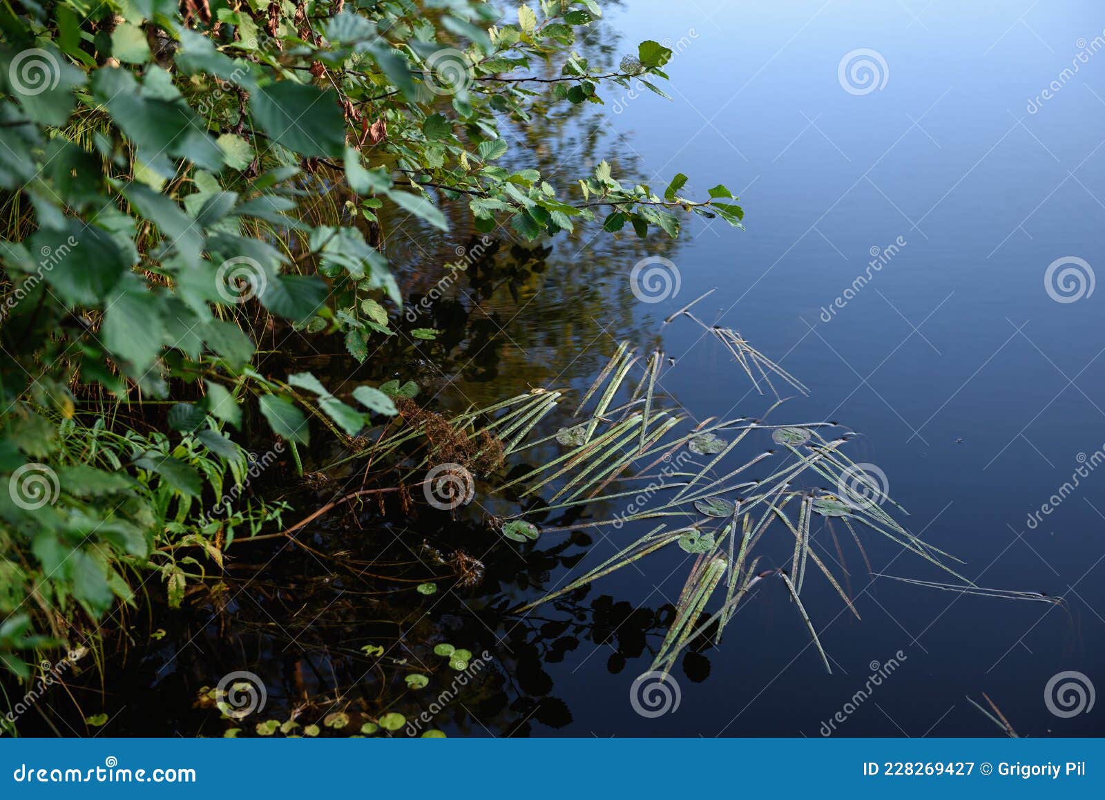 Forest Lake. Vegetation on the Water and on the Border of the Shore ...