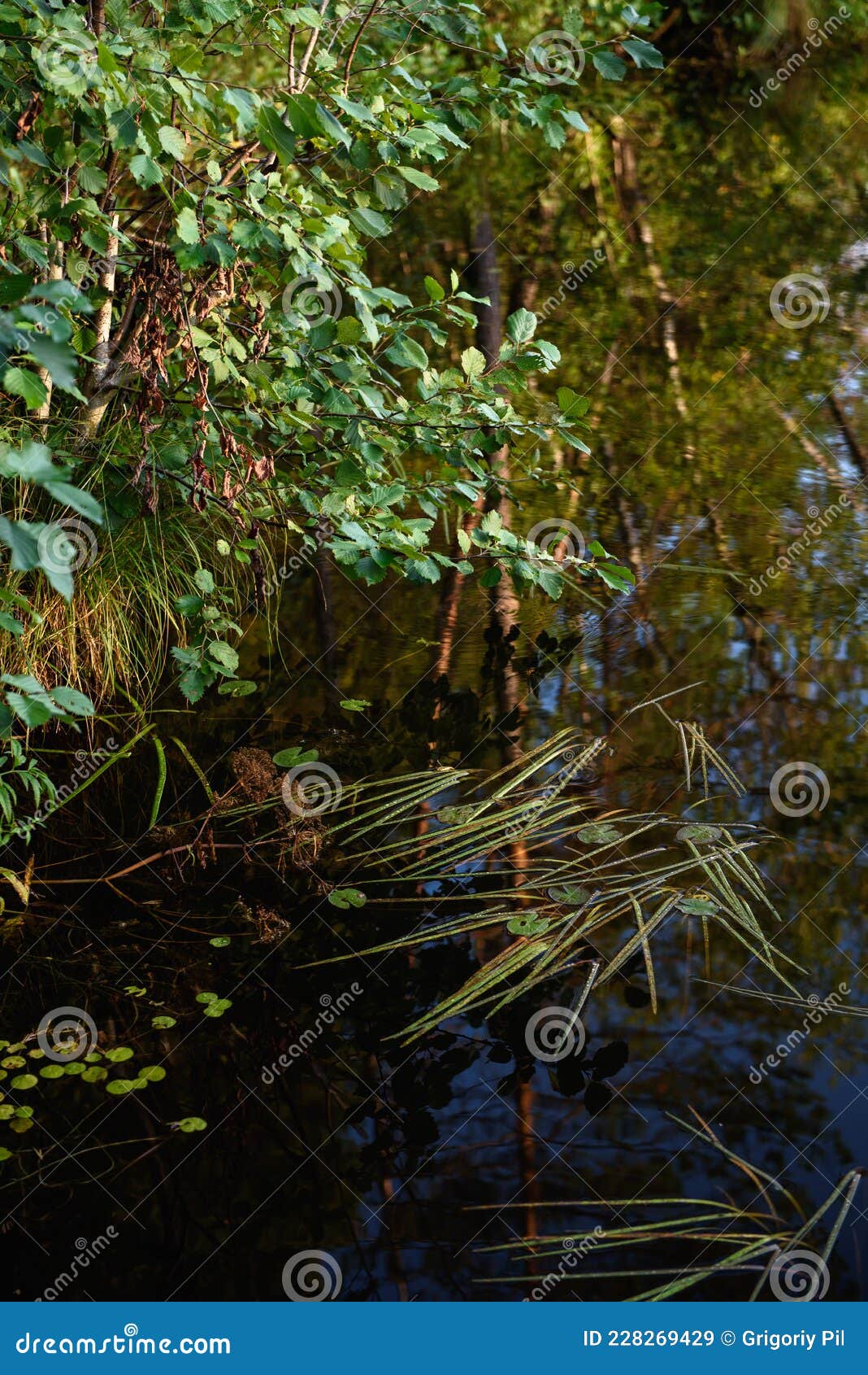Forest Lake. Vegetation on the Water and on the Border of the Shore ...