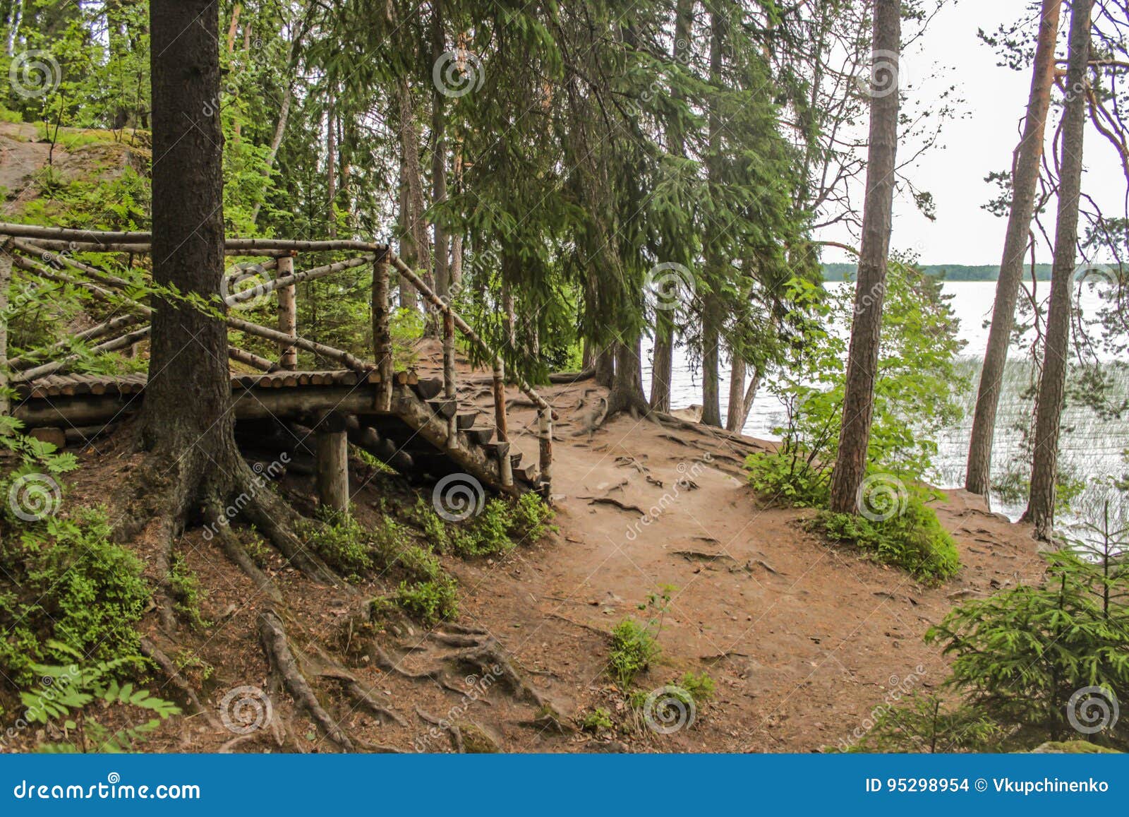Forest by the lake stock photo. Image of landskape, vyborg - 95298954