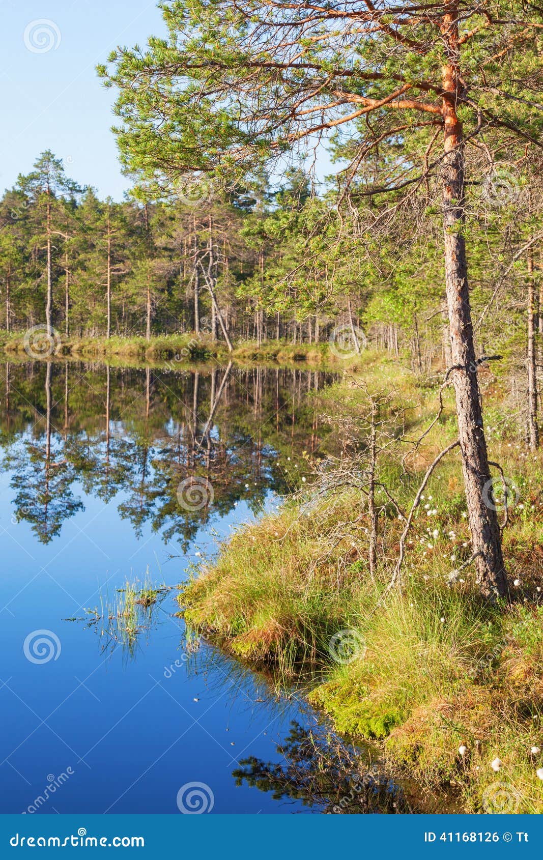 Forest lake waterÂ´s edge stock photo. Image of waters - 41168126
