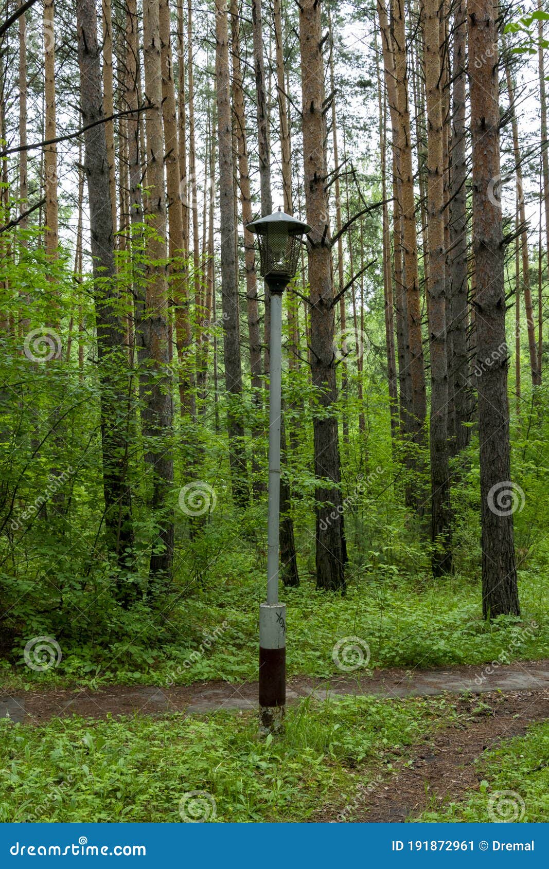 Forest lamp, lighting stock image. Image of lamppost - 191872961