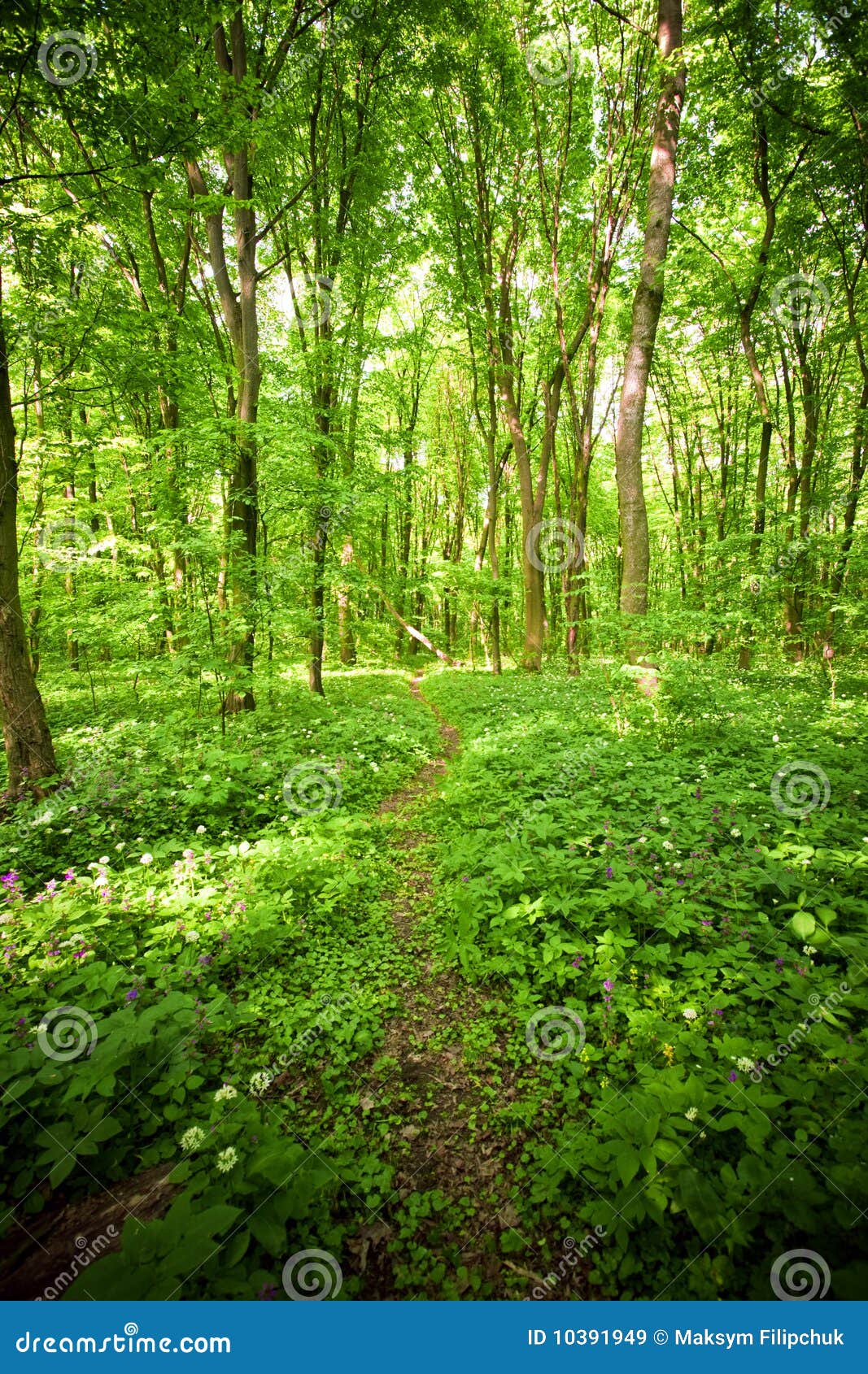 Forest landscape stock image. Image of nature, woods - 10391949