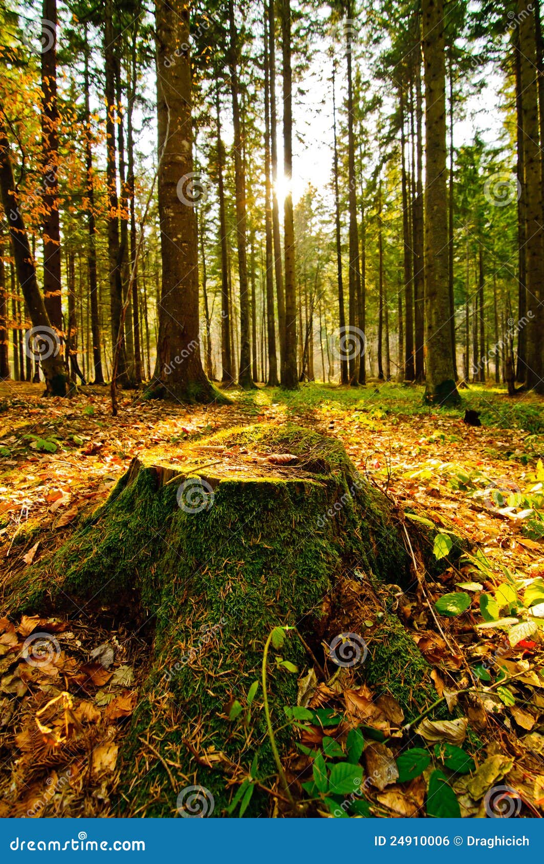 Forest landscape stock photo. Image of sunset, colors - 24910006