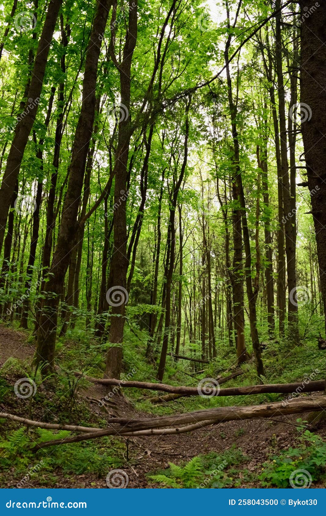 Green Forest. Plants and Trees. Forest Landscape Stock Photo - Image of ...