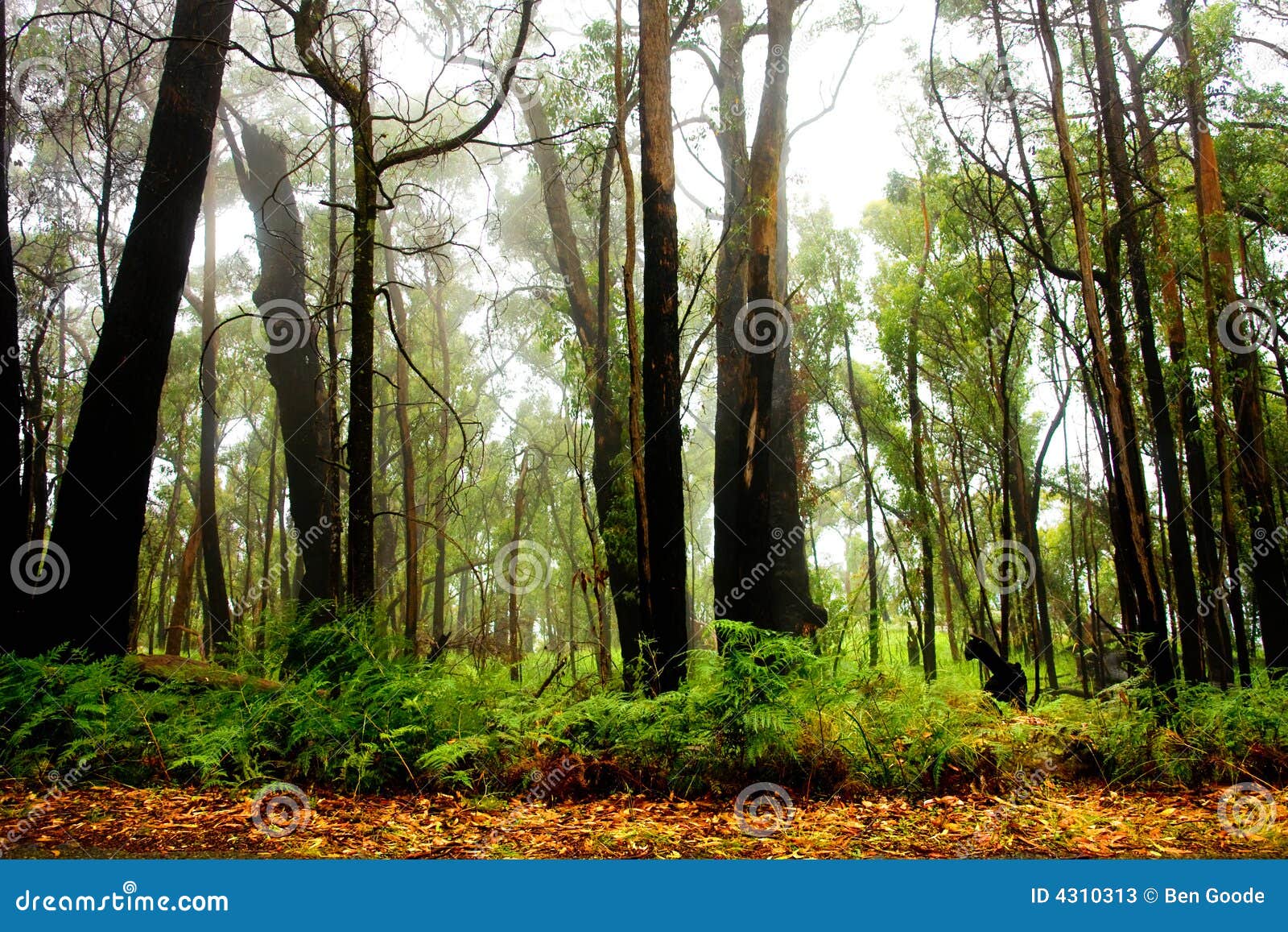 Forest Landscape Stock Photos - Image: 4310313