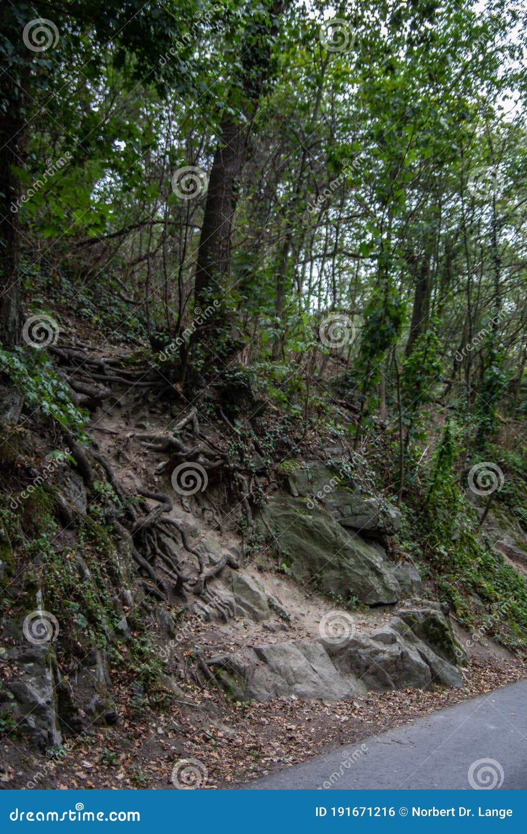 Forest and Landscape Around Frankenstein Castle Stock Photo - Image of ...