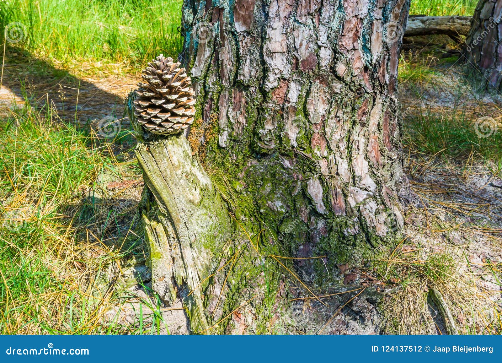 Forest Landscape Background Pine Cone a Tree Stump with Tree Roots ...