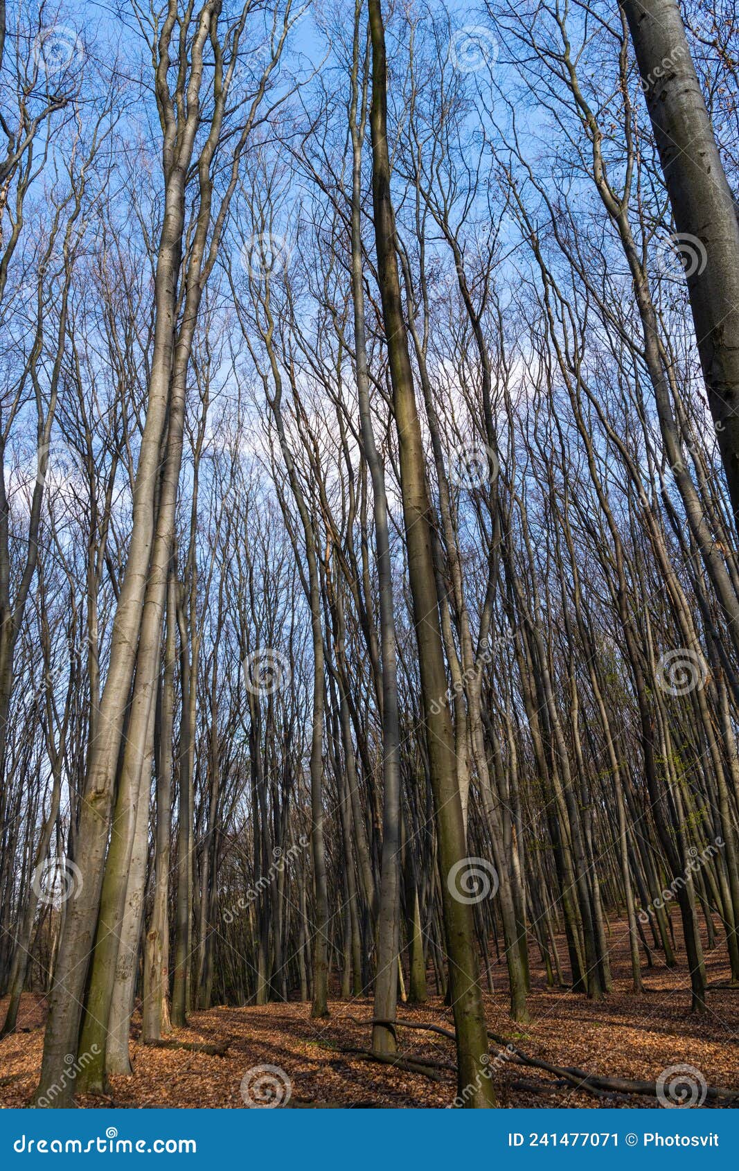 Forest Landscape with Bare Deciduous Trees, Nature Stock Image - Image ...