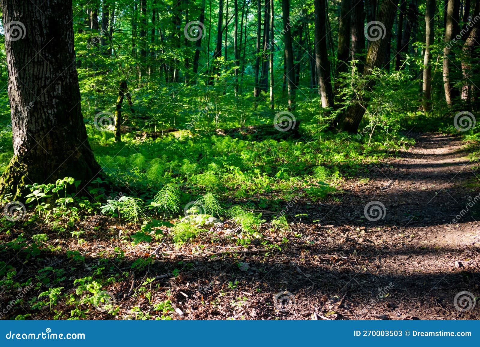 Forest Landscape with Bright Green Vegetation and Path between Trees in ...