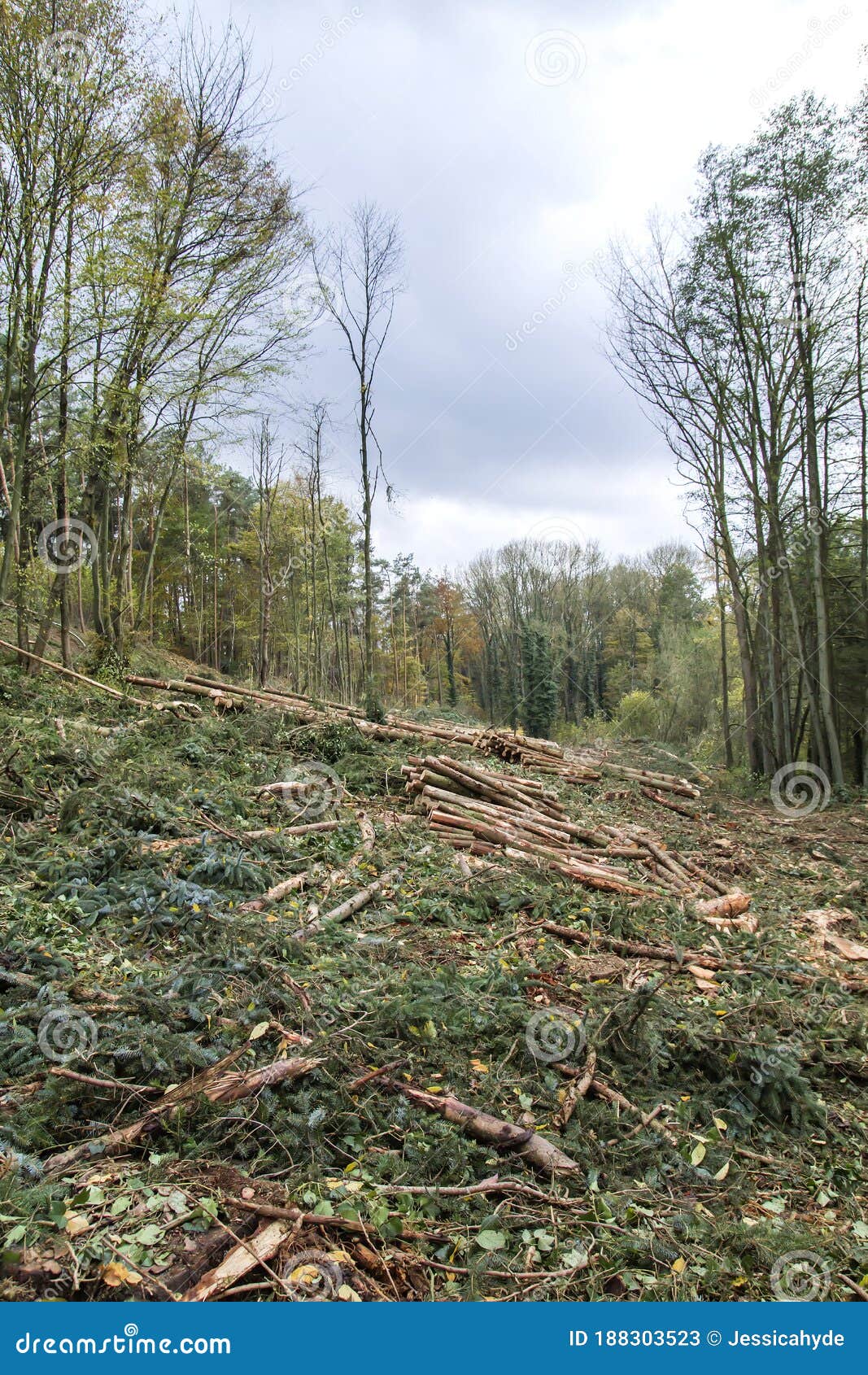 Forest Landscape with Chopped Down Logs Stock Image - Image of ...