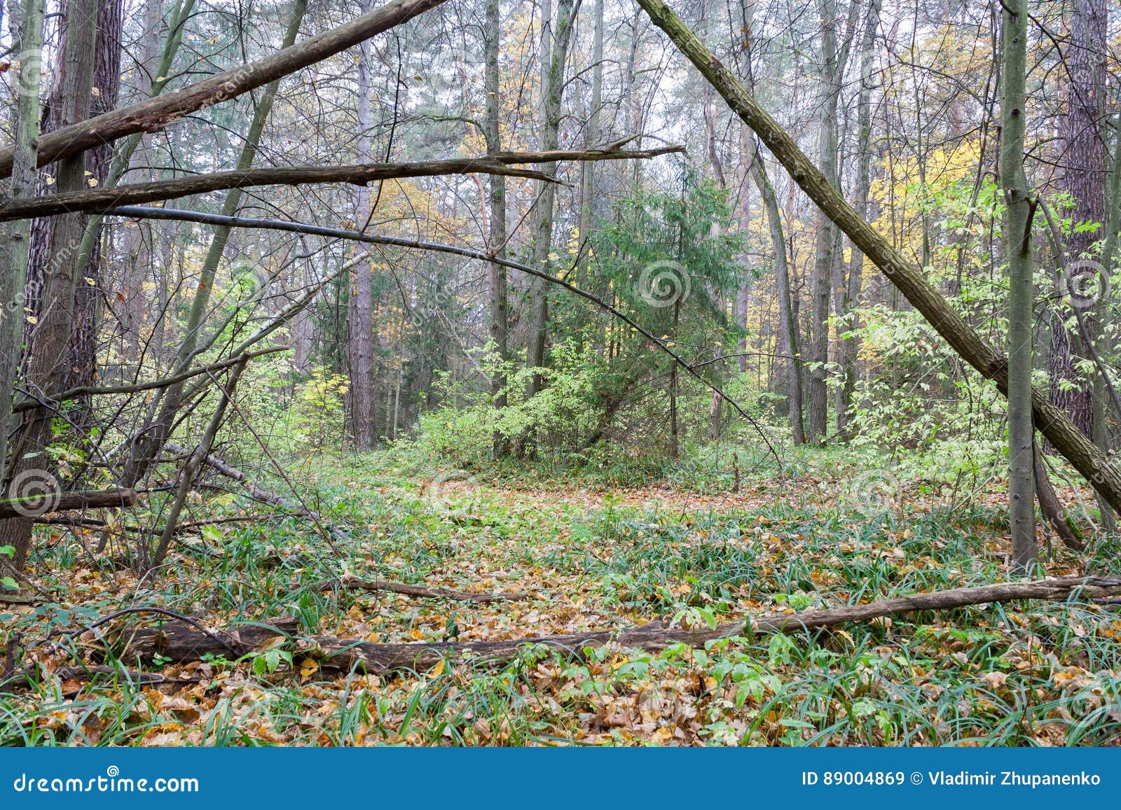 Forest Landscape in Cloudy and Rainy Autumn Day Stock Image - Image of ...