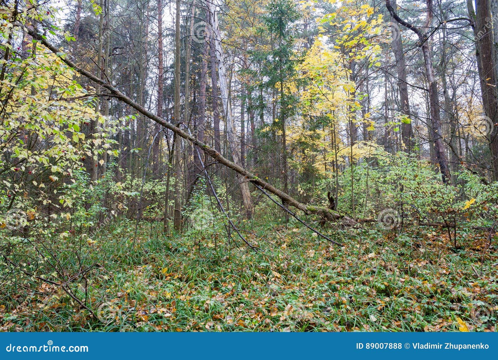 Forest Landscape in Cloudy and Rainy Autumn Day Stock Photo - Image of ...