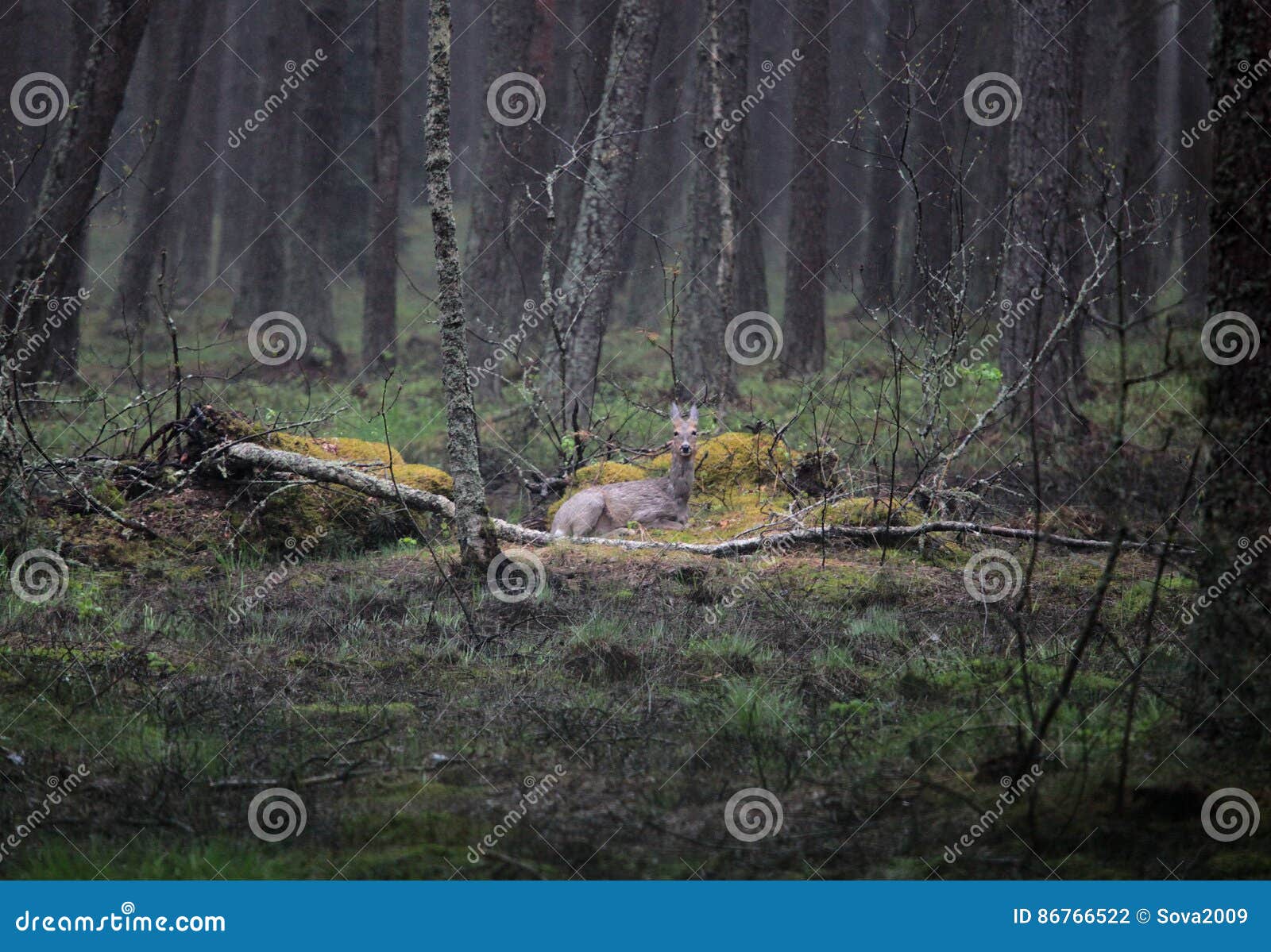 Forest landscape with deer stock photo. Image of clouds - 86766522