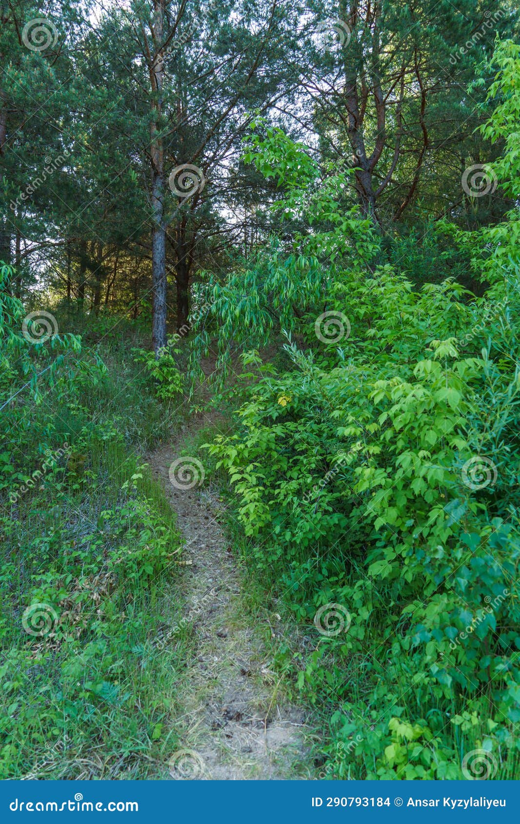 Forest Landscape. Dirt Track in the Forest Stock Photo - Image of ...
