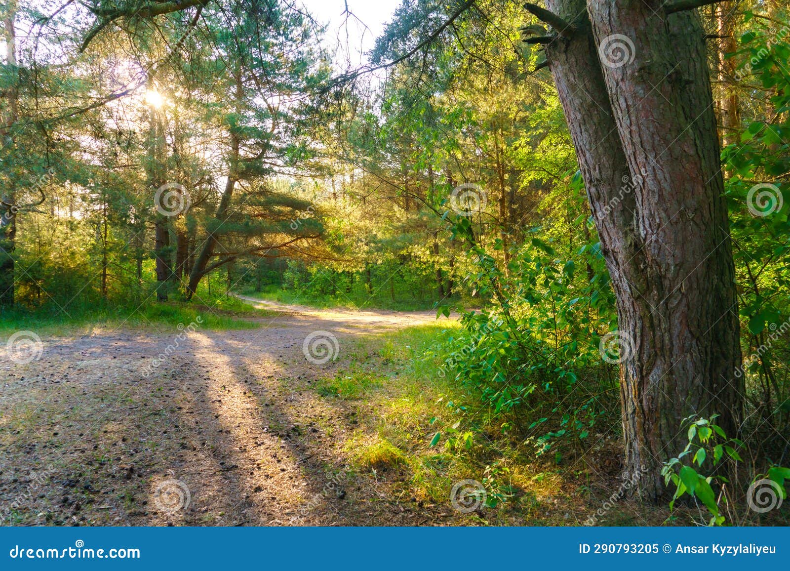 Forest Landscape. Dirt Track in the Forest Stock Image - Image of ...