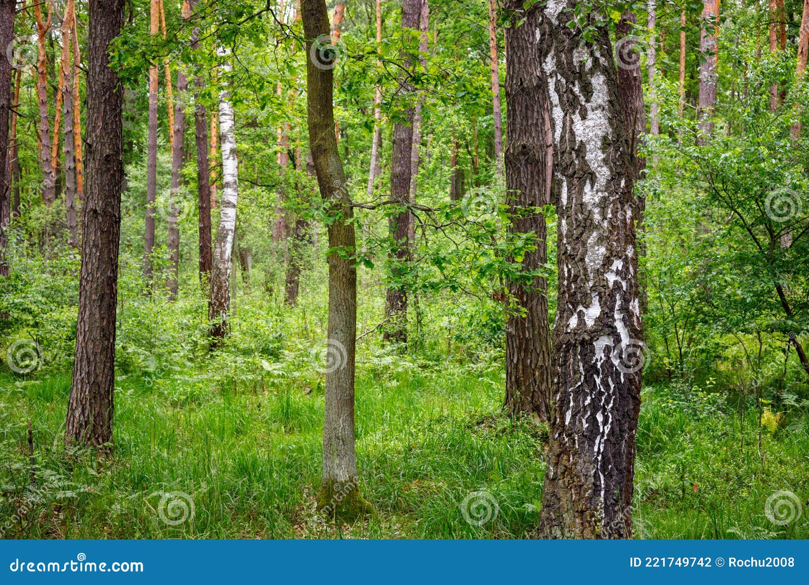 Forest Landscape, Diverse Natural Tree Stand Stock Photo - Image of ...