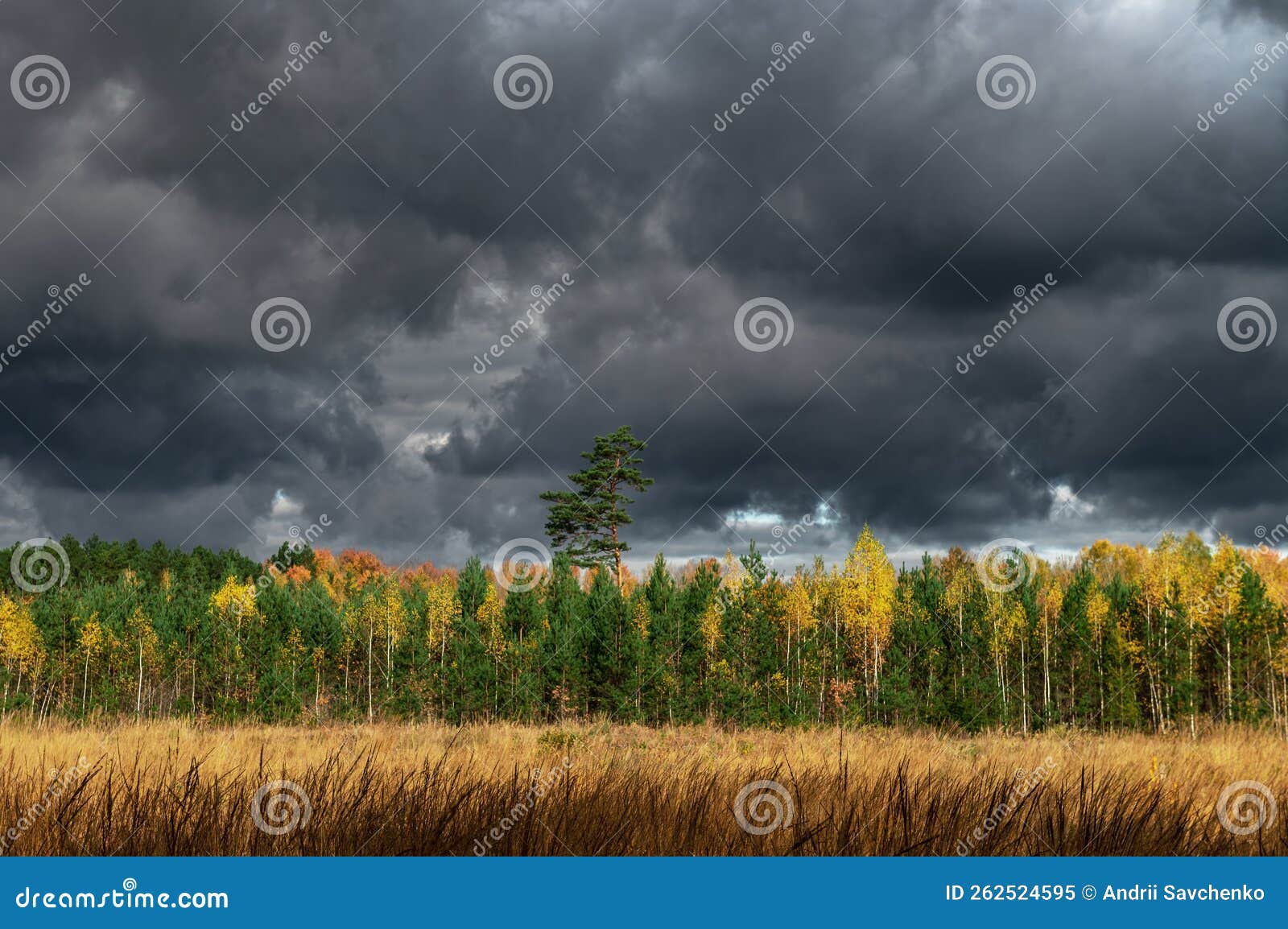 Forest Landscape with Dramatic Sky. Forest before the Rain Stock Image ...