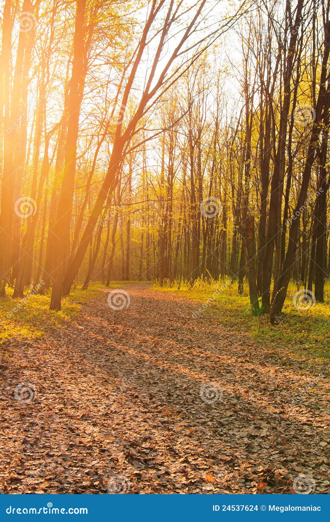 Forest Landscape in Evening Time Stock Photo - Image of bush, path ...