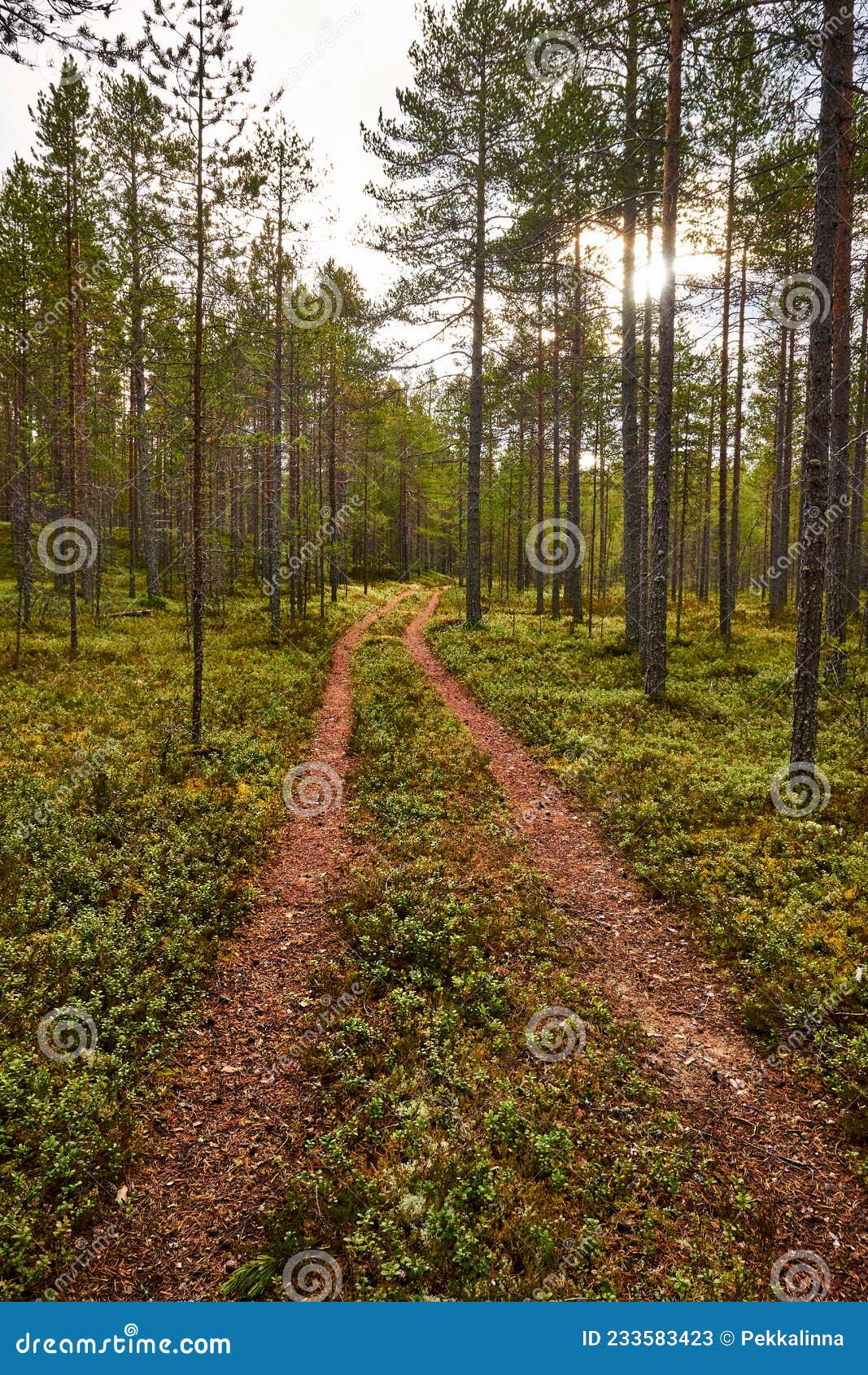 Beautiful Path and Tracks in Forest Stock Image - Image of october ...