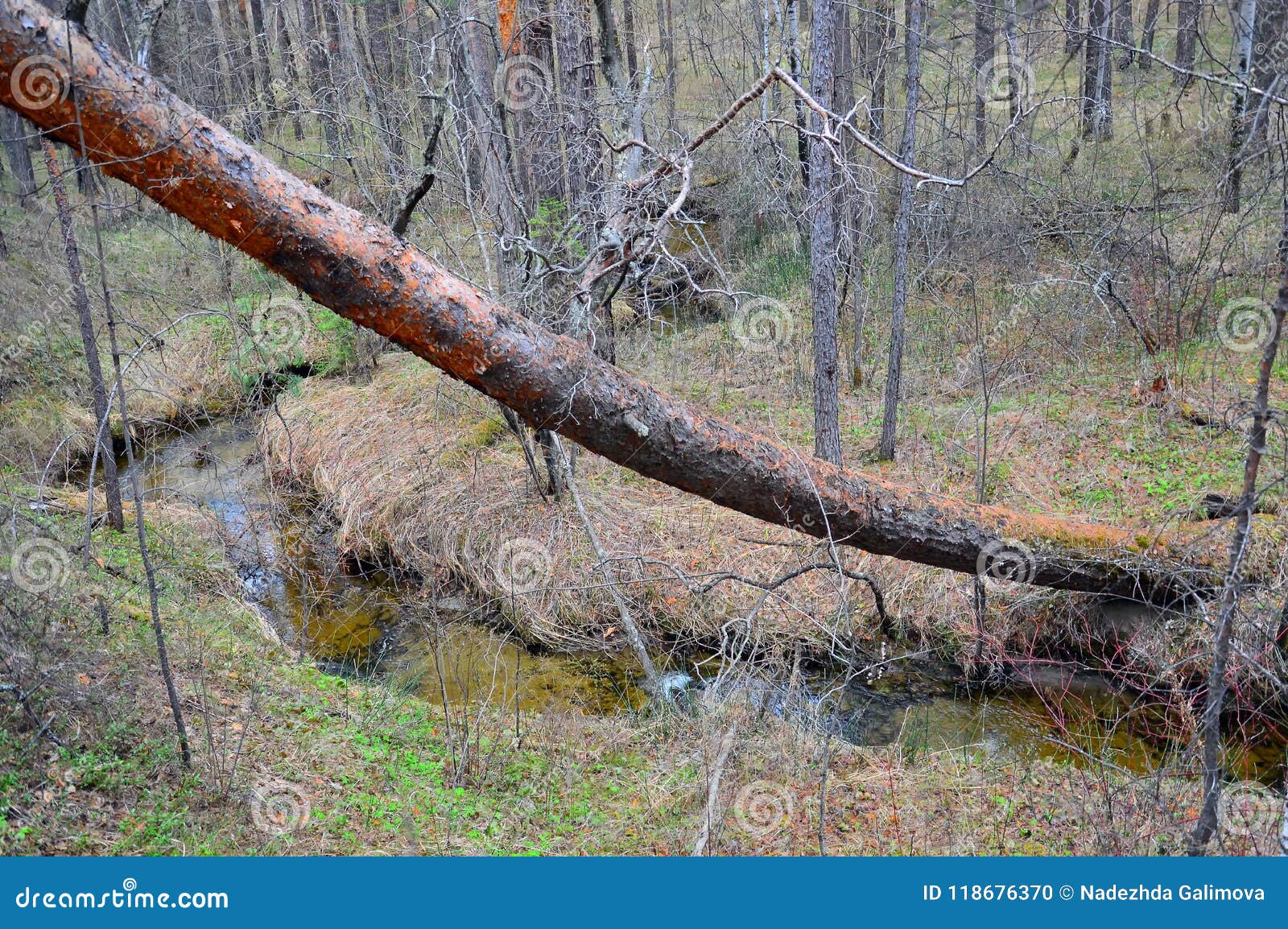 Forest Landscape. Fallen Across the Creek the Pine Tree. after the ...