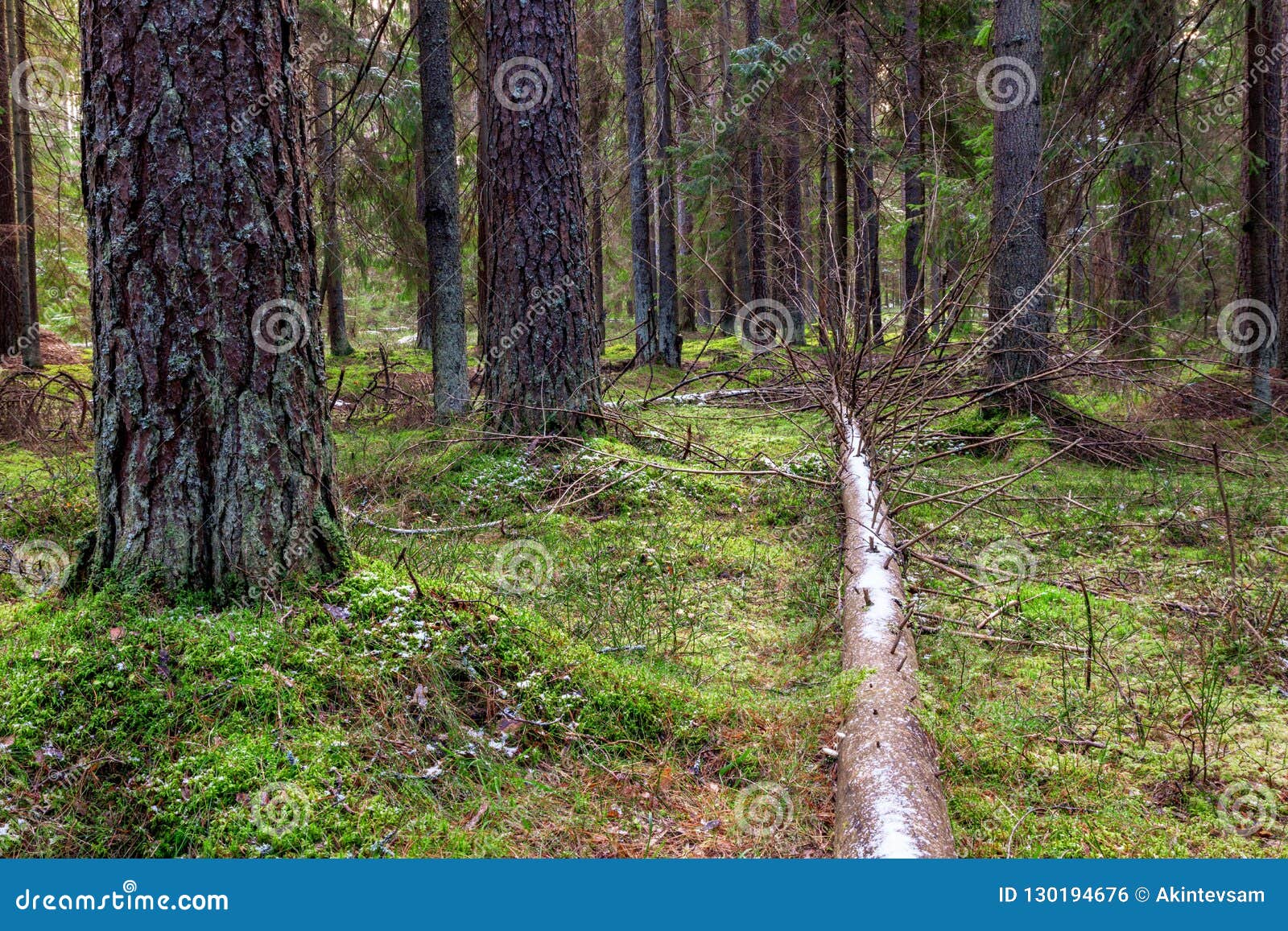 Forest Landscape. the Old Fallen Pine in the Pine Forest Stock Photo ...