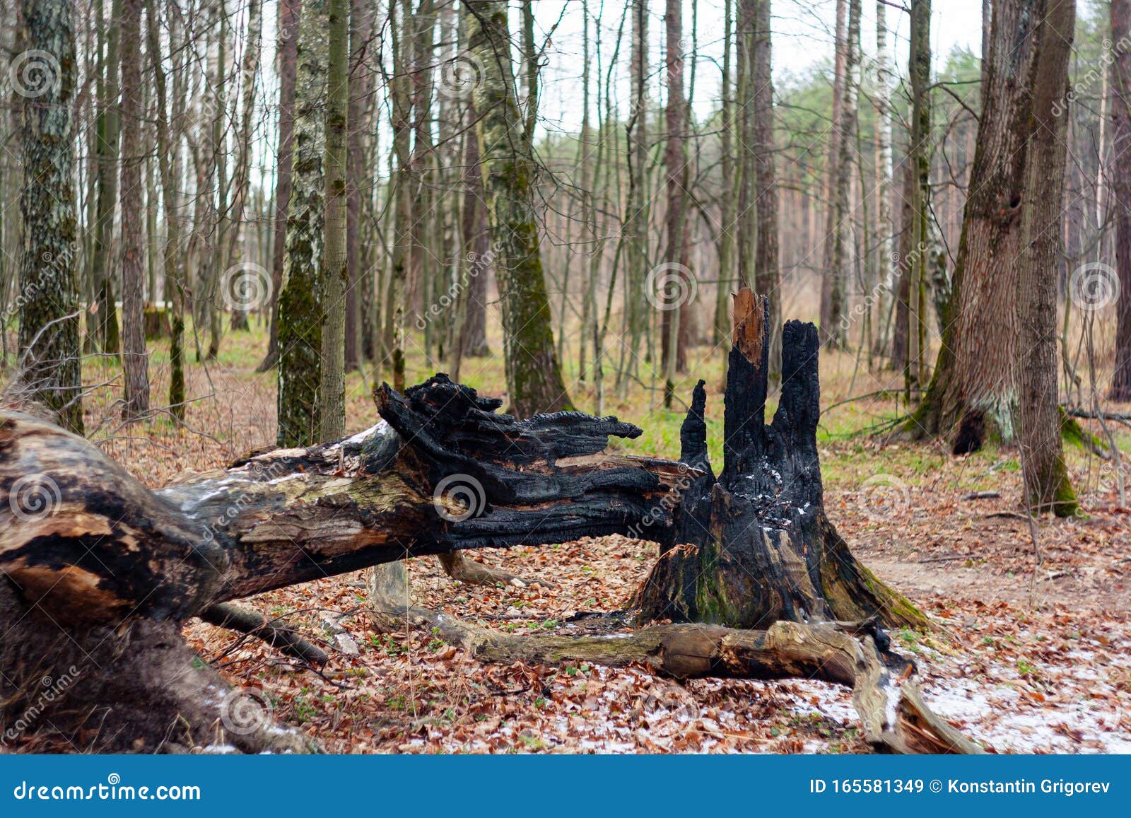 Forest Landscape with a Fallen Tree Trunk after Lightning Hit it ...