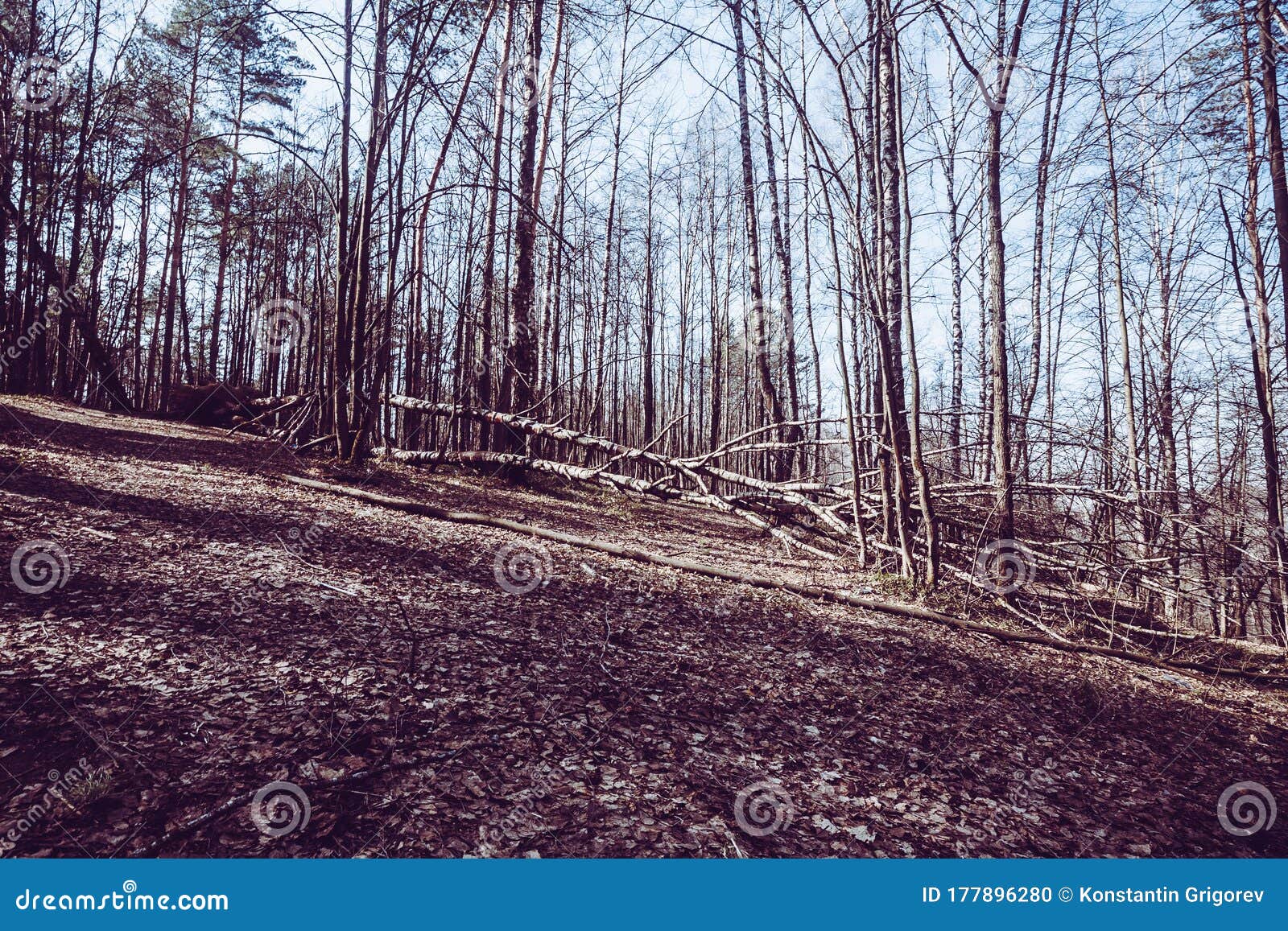 Fallen Forest Tree after Devastating Storm on Hillside Stock Photo ...