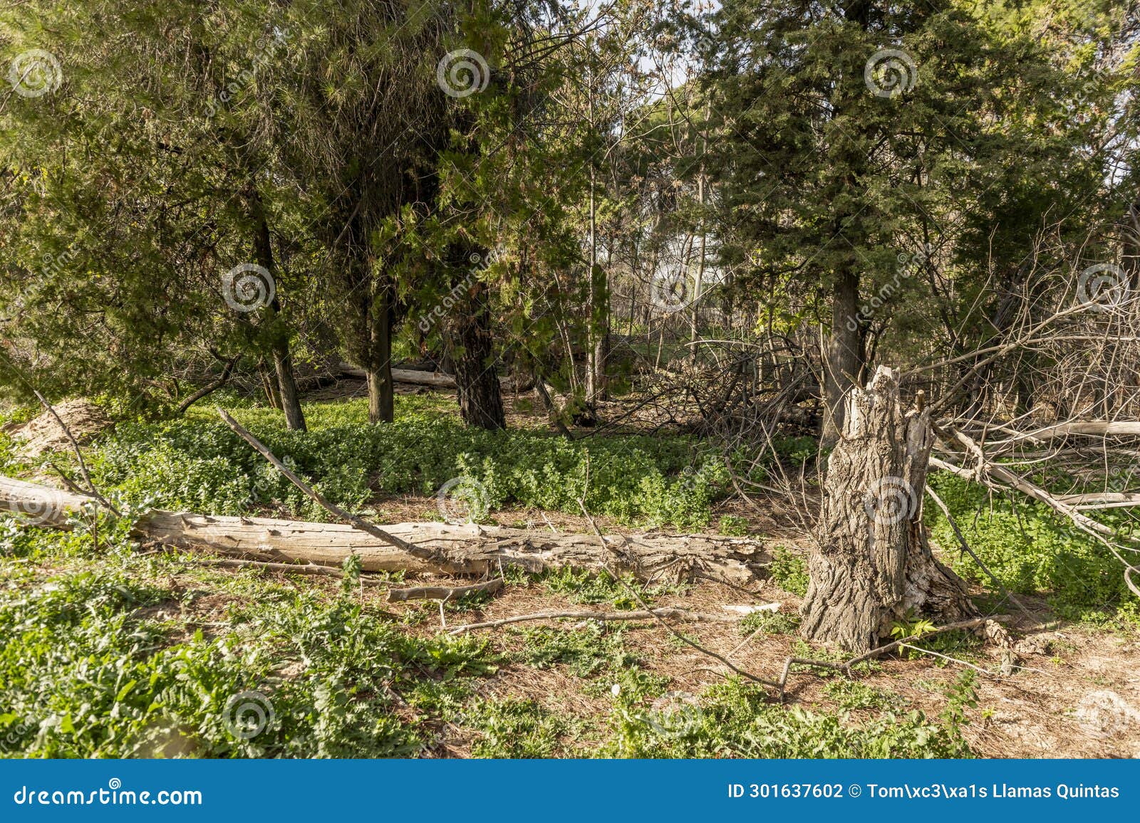Forest Landscape with Fallen Trees Stock Photo - Image of drought, blue ...