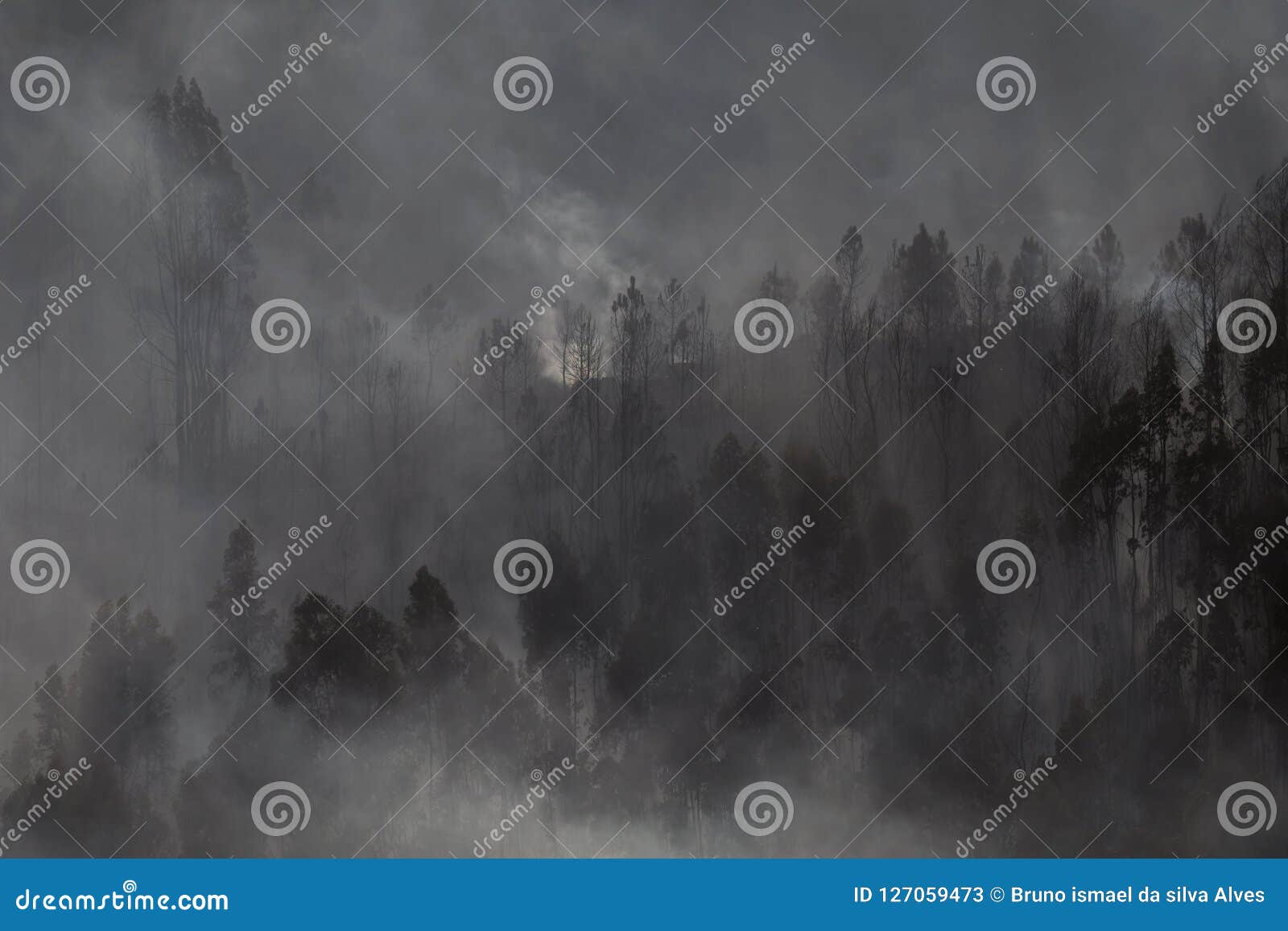 Forest Landscape after a Fire. Stock Image - Image of ground ...