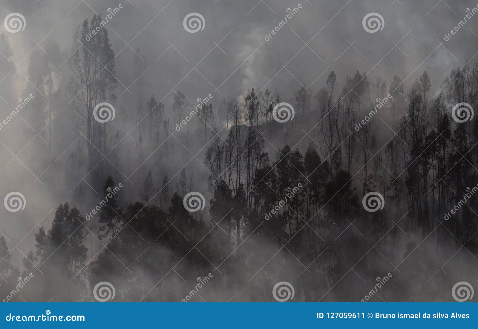 Forest Landscape after a Fire. Stock Image - Image of apocalypse, burnt ...