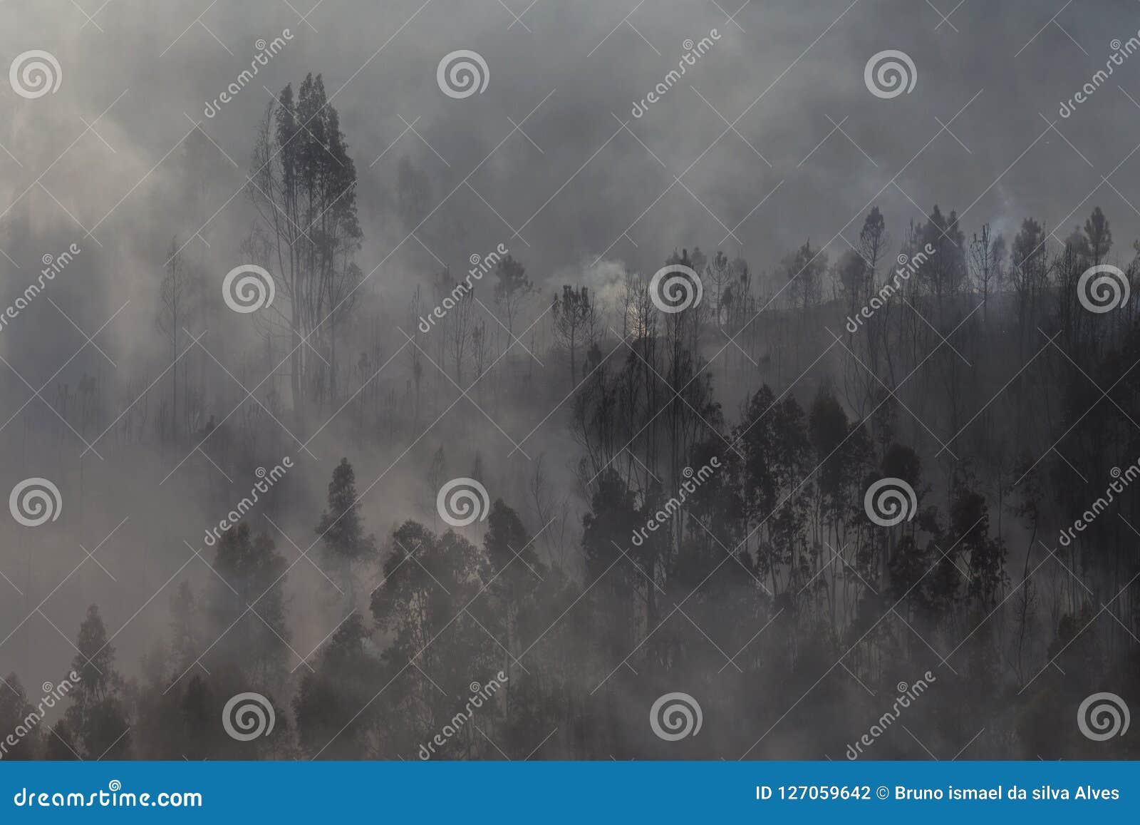 Forest Landscape after a Fire. Stock Photo - Image of disaster ...