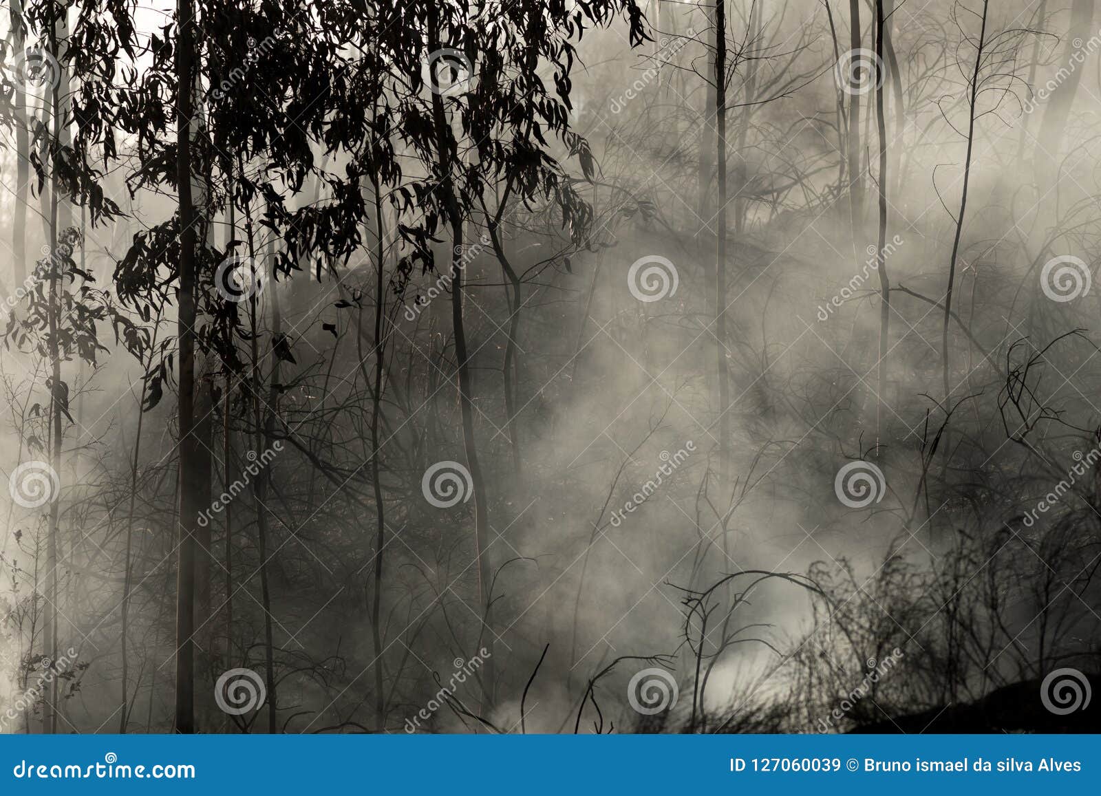 Forest Landscape after a Fire. Stock Image - Image of damage, ground ...