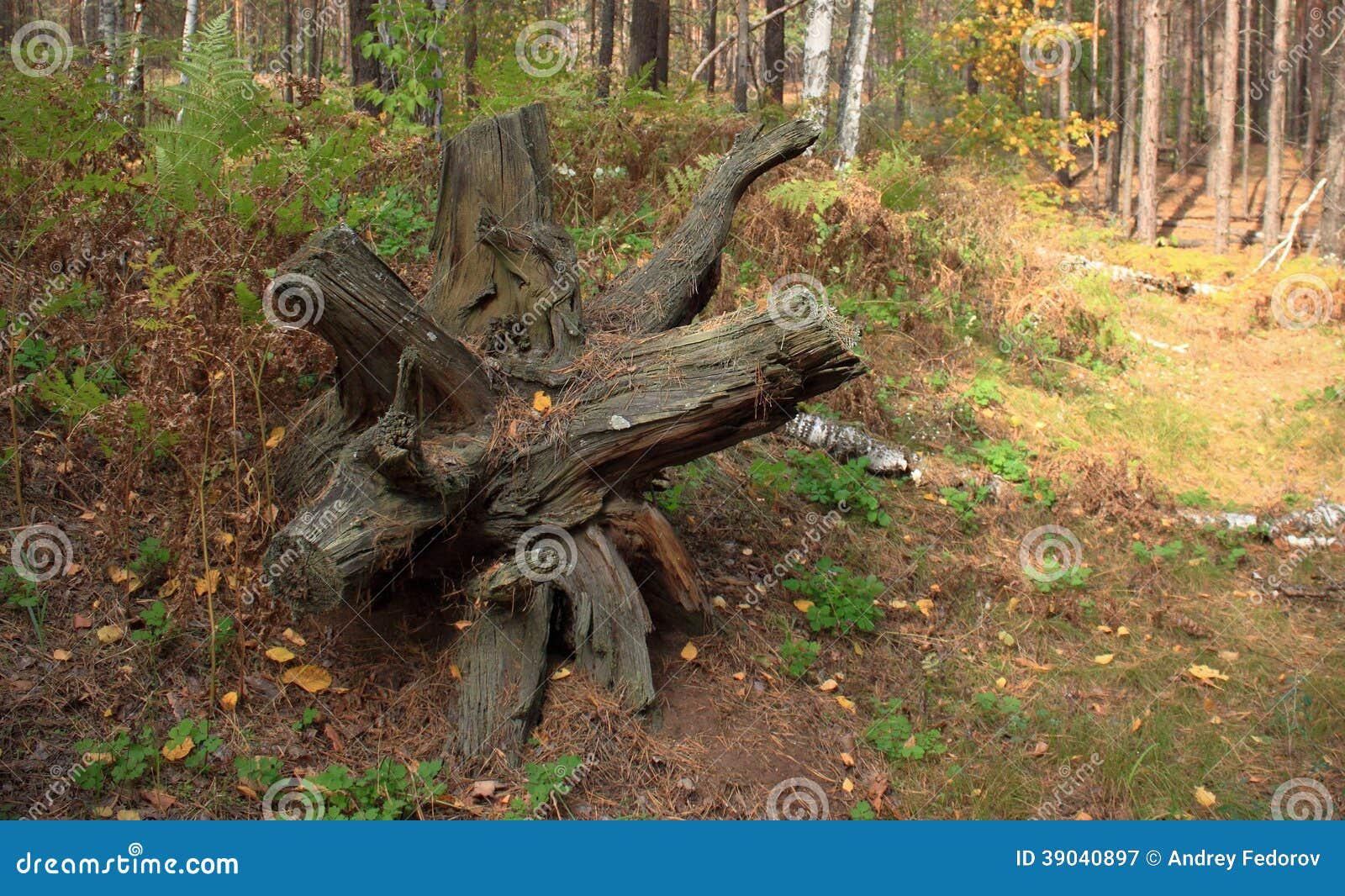 Forest landscape stock image. Image of soil, vegetation - 39040897