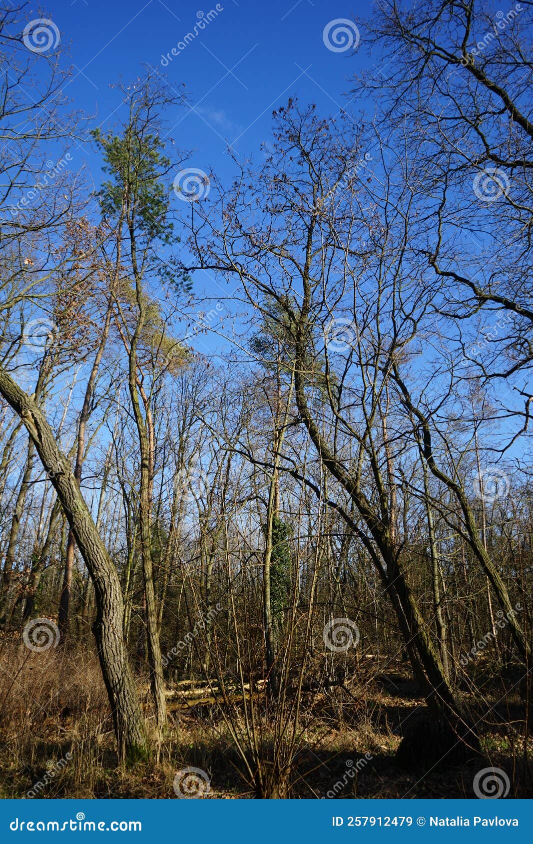 Winter Forest with Wind-blown Trees, Branches and Fall Foliage. Berlin ...