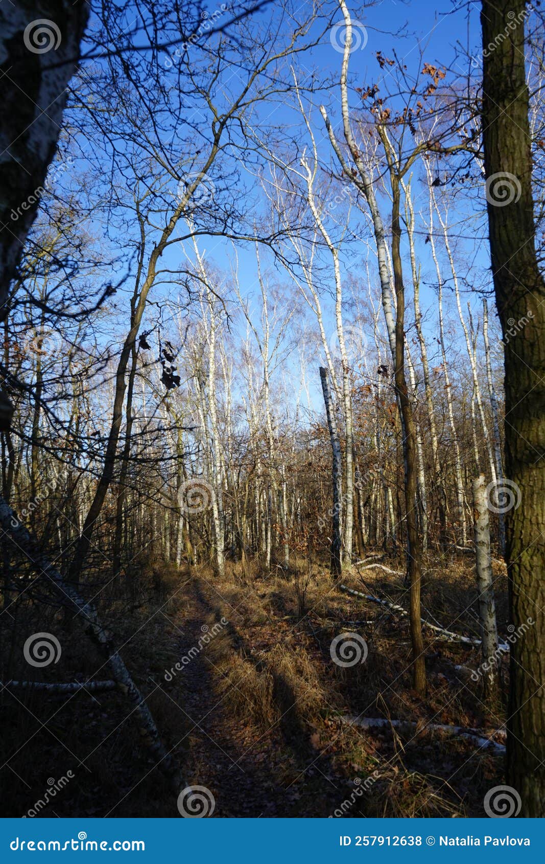 Winter Forest with Wind-blown Trees, Branches and Fall Foliage. Berlin ...