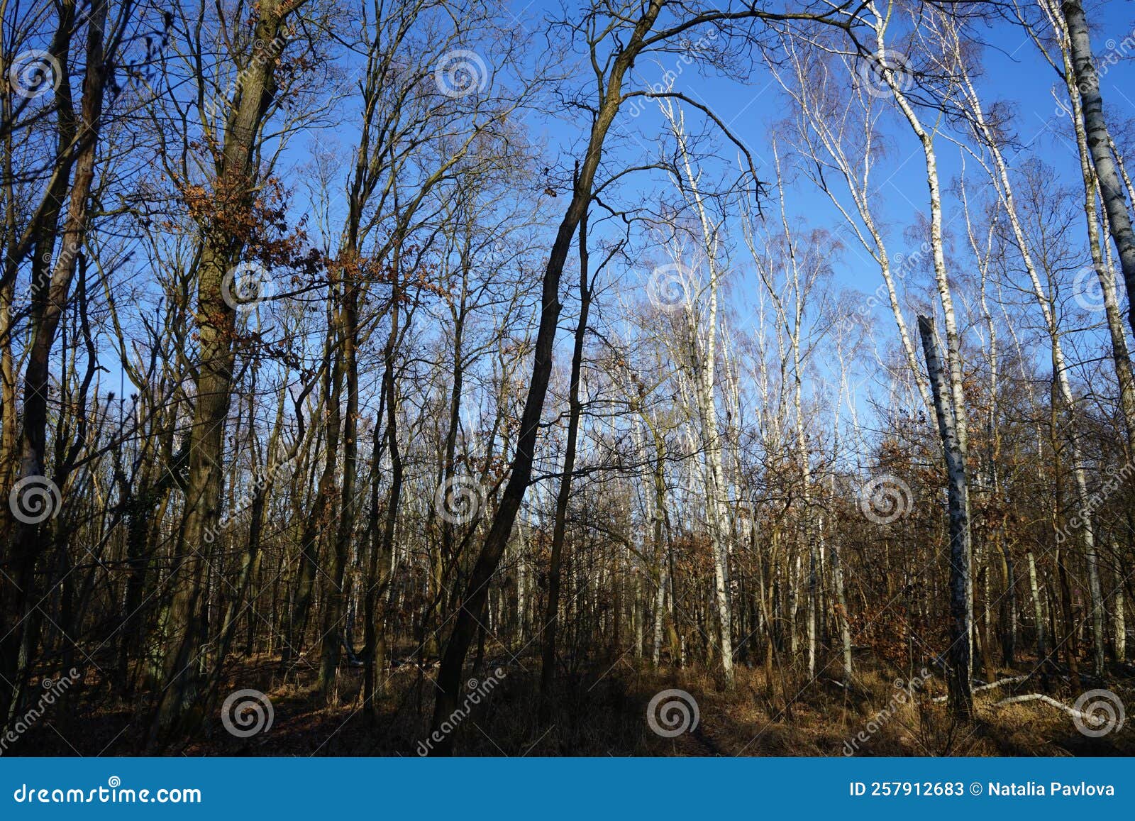 Winter Forest with Wind-blown Trees, Branches and Fall Foliage. Berlin ...