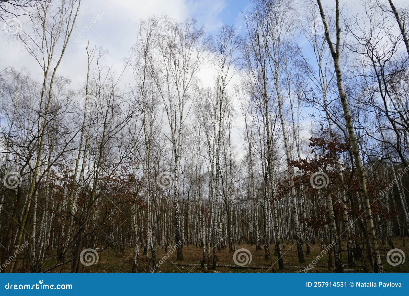 Winter Forest with Wind-blown Trees, Branches and Fall Foliage. Berlin ...