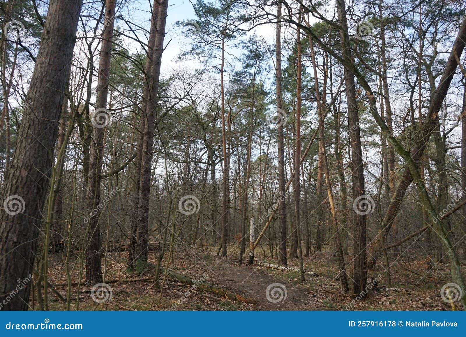 Winter Forest with Wind-blown Trees, Branches and Fall Foliage. Berlin ...