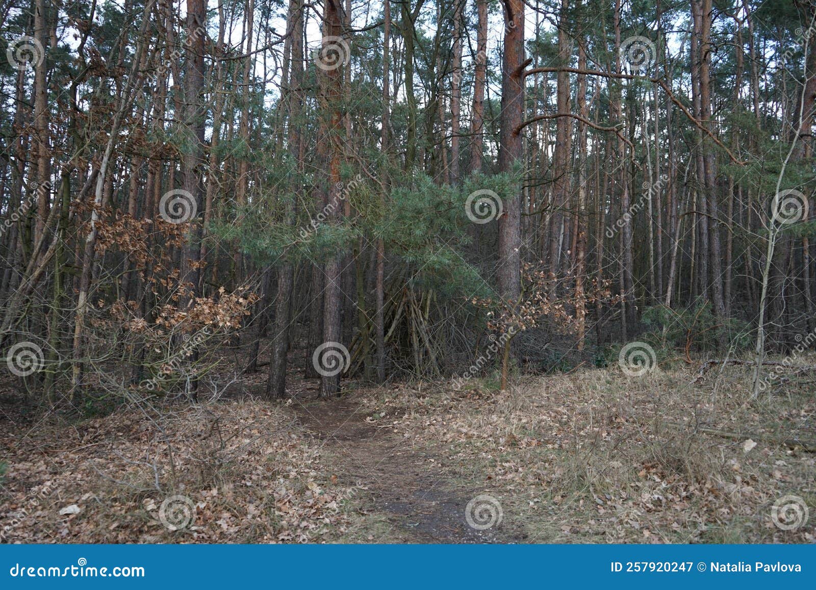 Winter Forest with Wind-blown Trees, Branches and Fall Foliage. Berlin ...