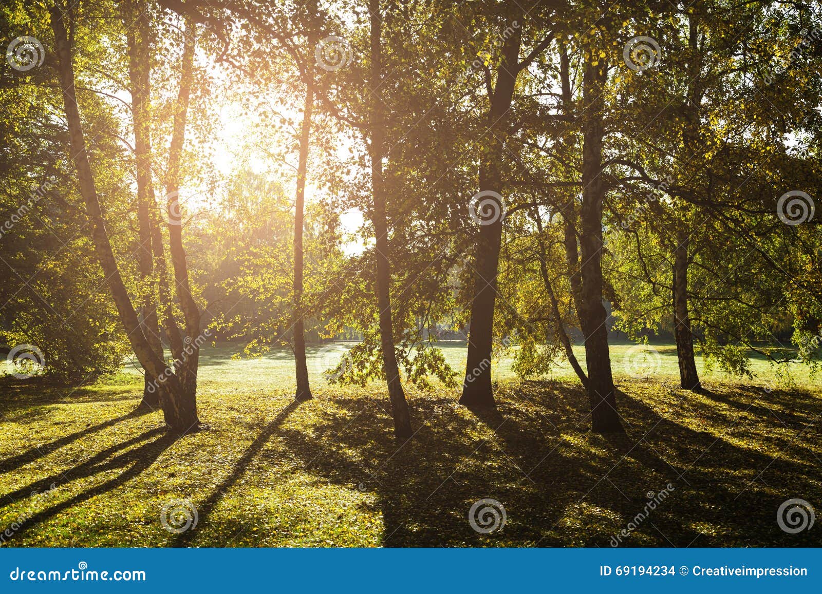 Forest landscape stock photo. Image of glade, landscape - 69194234
